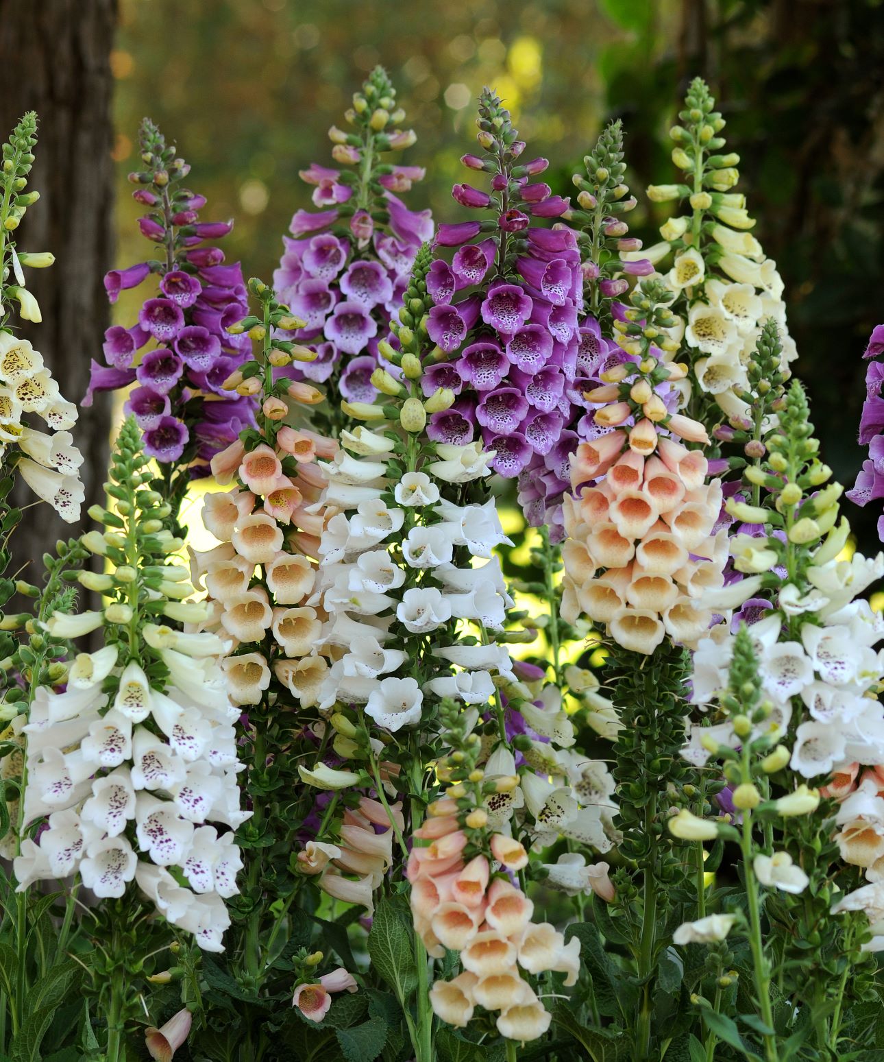 Better Homes & Gardens, Outdoor, Live Plants, Multicolor, Digitalis, 2 ...