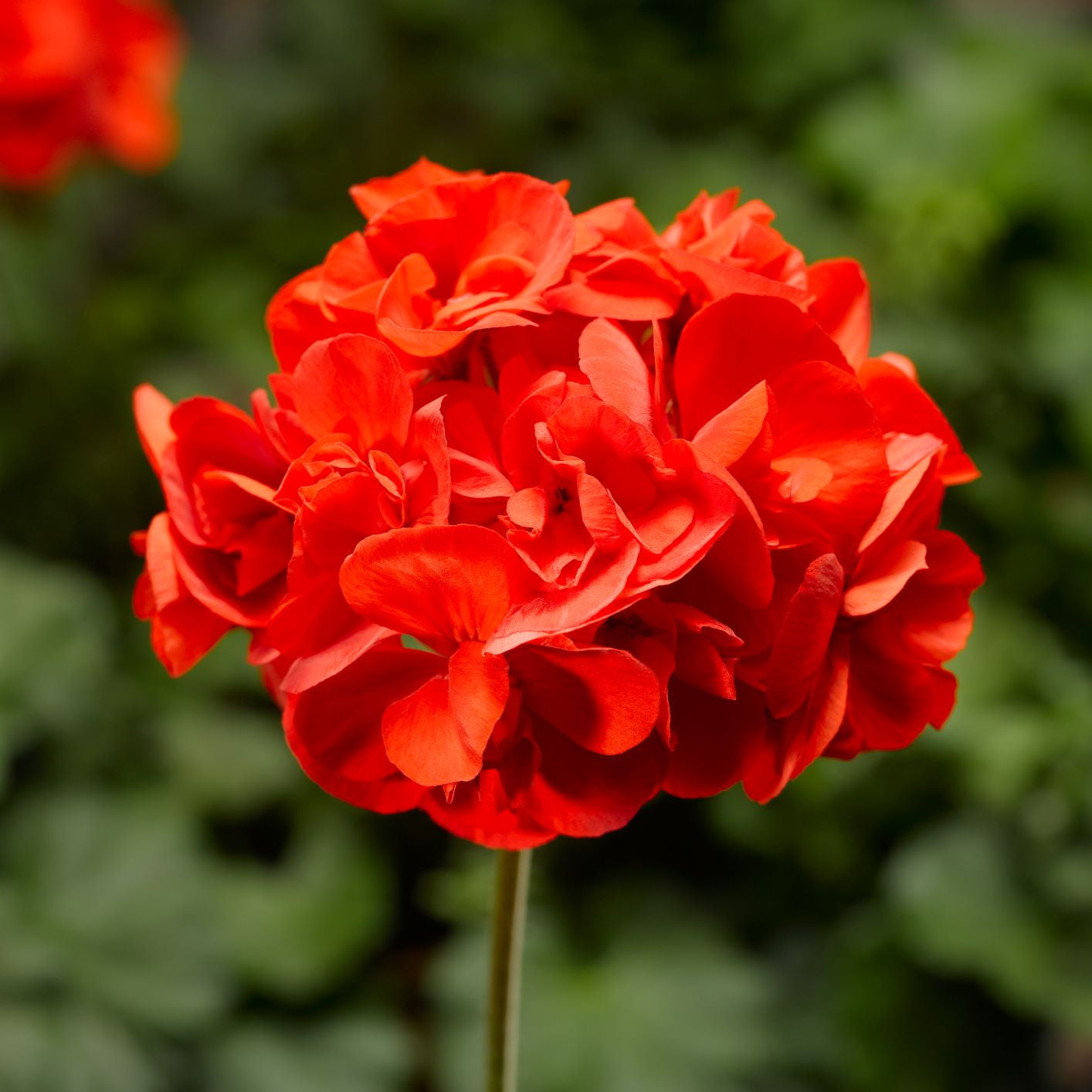 Better Homes & Gardens, Outdoor, Live Plants, Multicolor, Geranium, 2G ...