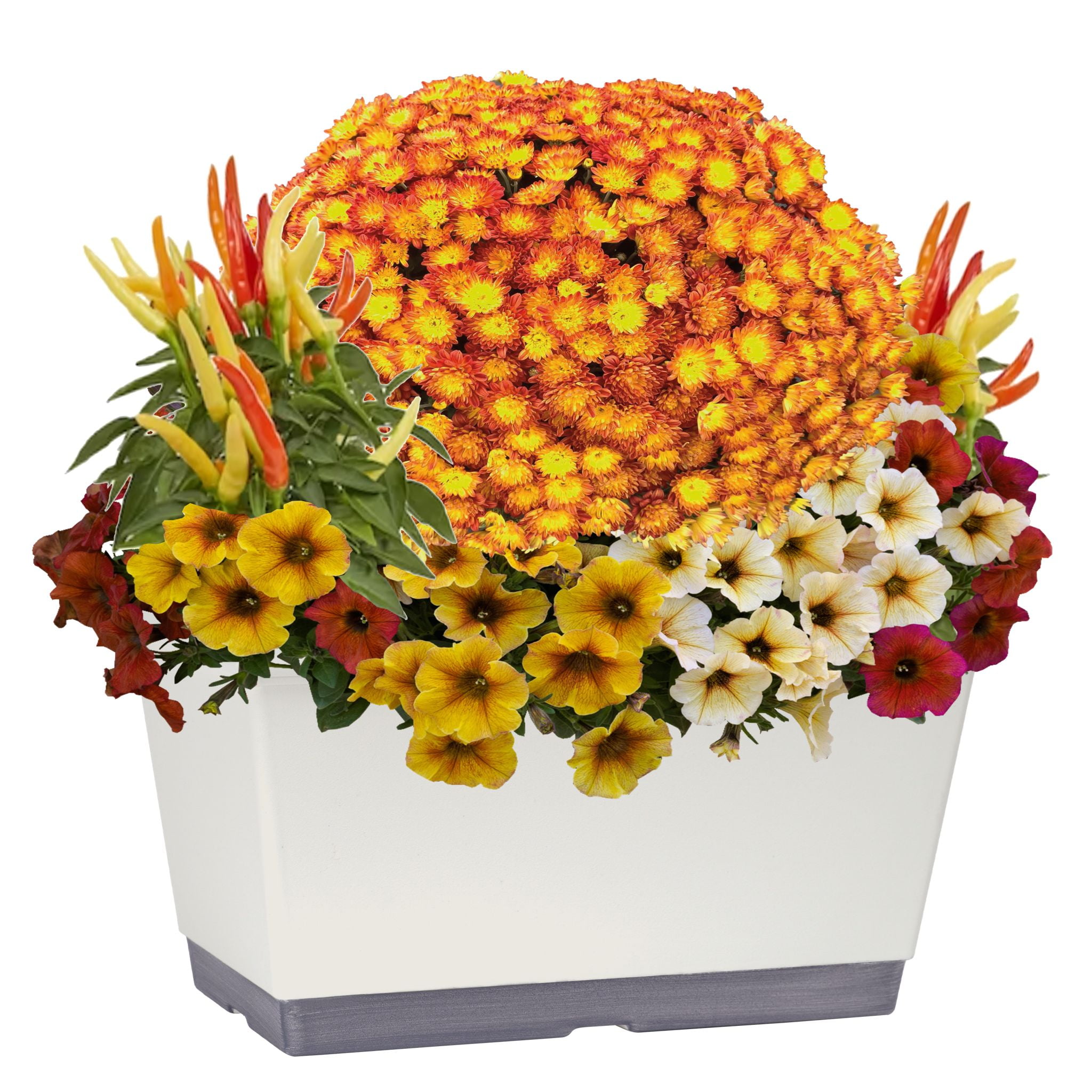 Better Homes & Gardens Outdoor Live Plants Multicolor Mum Combo 1.5G ...