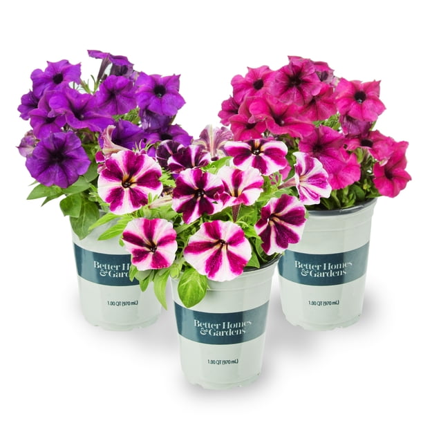 Better Homes & Gardens, Outdoor, Live Plants, Multicolor, Petunia ...