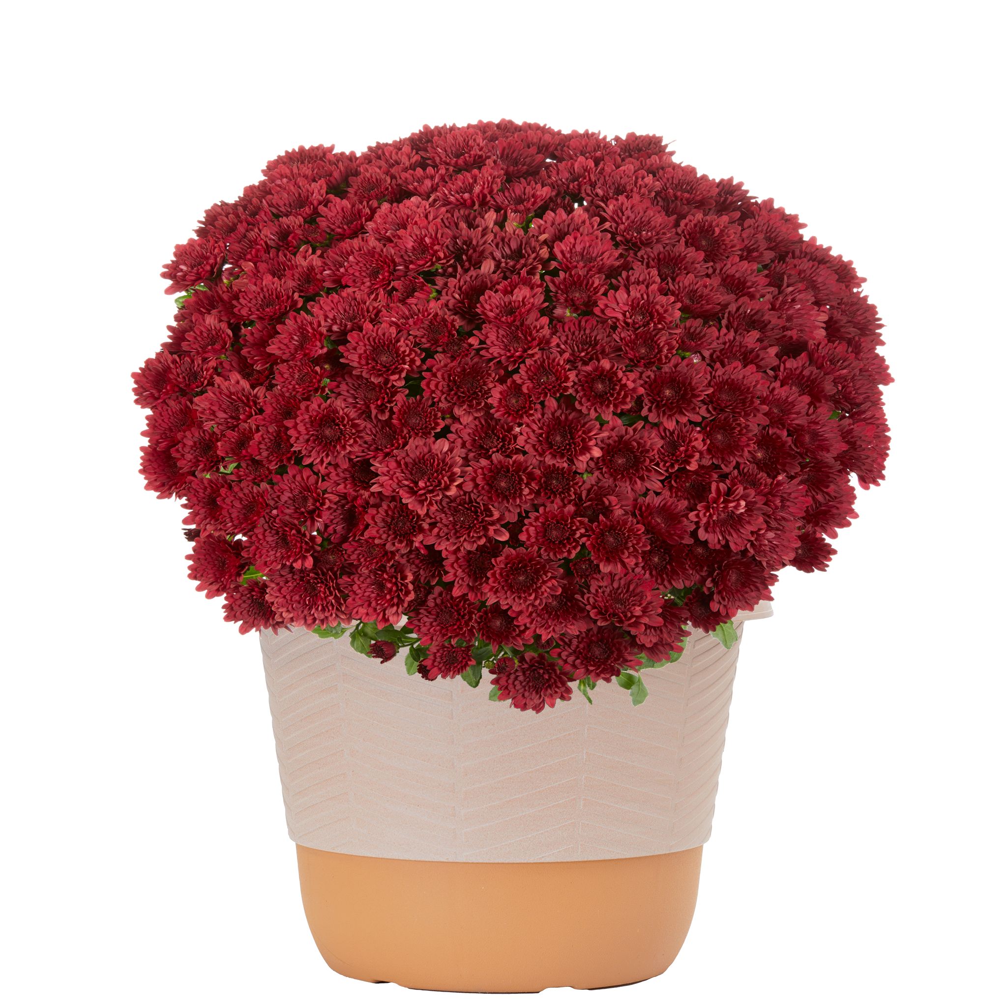 Better Homes & Gardens Outdoor Live Plants Red Mum 1.5G Decorative Pot ...