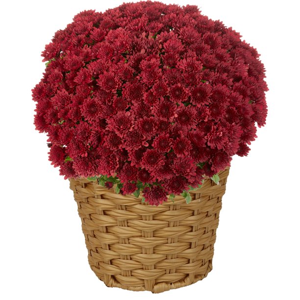 Better Homes & Gardens Outdoor Live Plants Red Mum 2.5G Decorative Pot ...