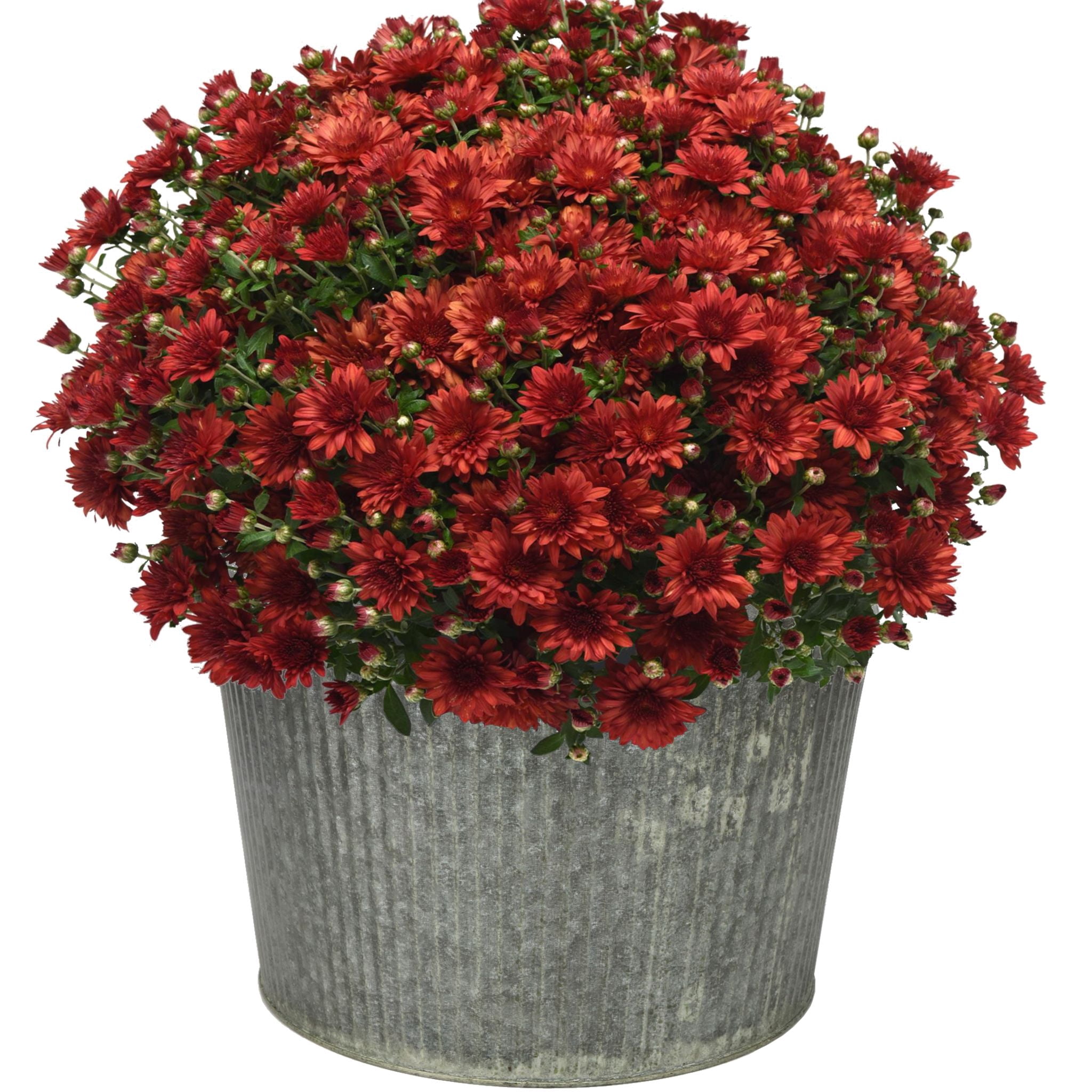 Better Homes & Gardens Outdoor Live Plants Red Mum 2.5G Decorative Pot ...