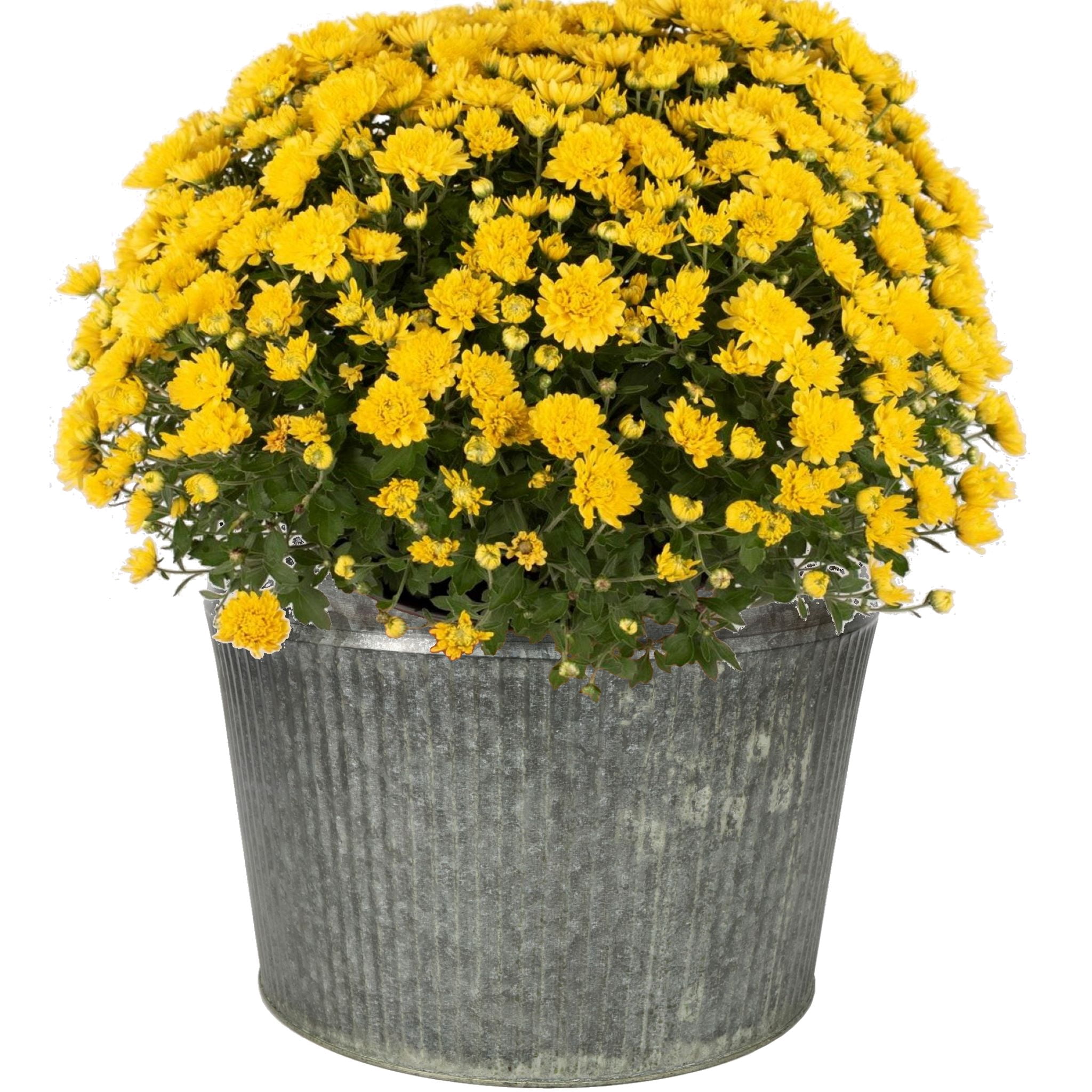 Better Homes & Gardens Outdoor Live Plants Yellow Mum 2.5G Decorative ...