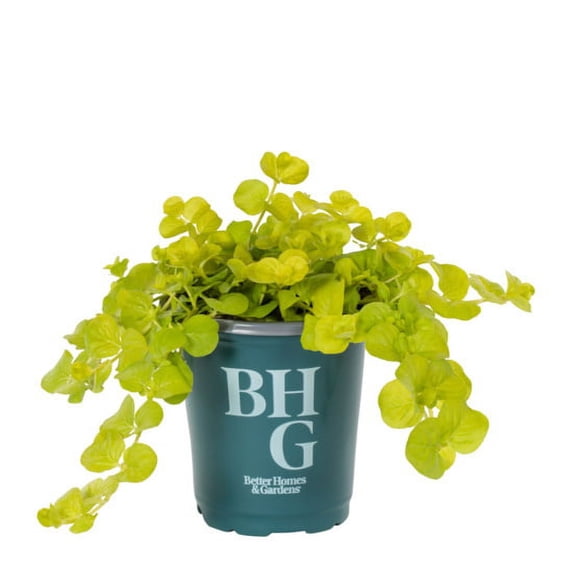 Better Homes & Gardens Green Lysimachia Live Annual Plant for Sun ...