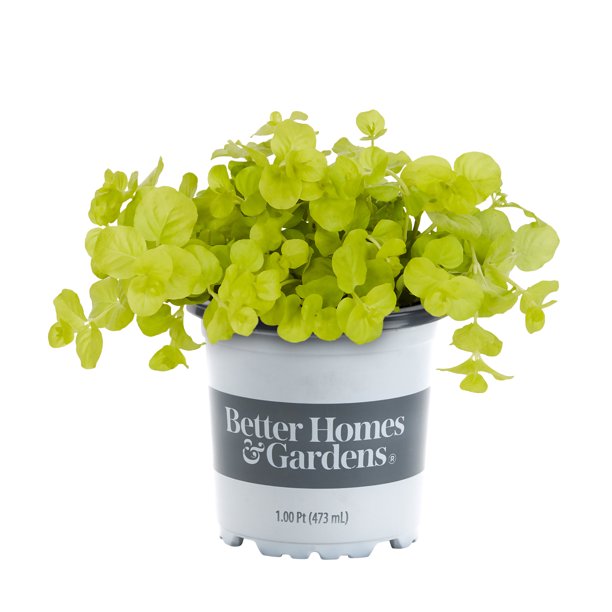 Better Homes & Gardens PT Green Lysimachia Live Plants with Grower Pot ...
