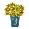 Better Homes & Gardens 1PT Multicolor Geranium Fancy Leaf Live Annual ...