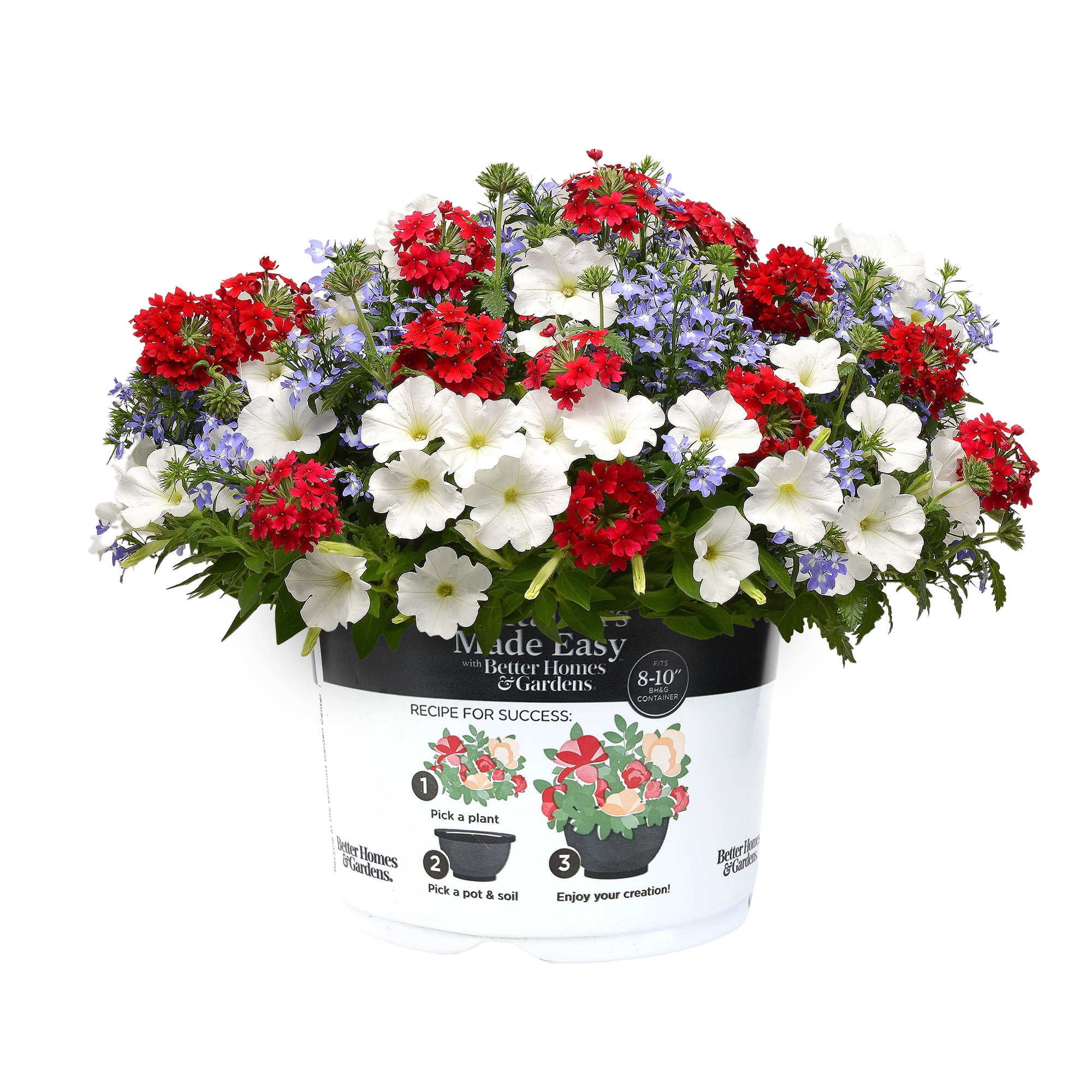 Better Homes & Gardens Patriotic Liberty Belle Live Plants, Containers ...