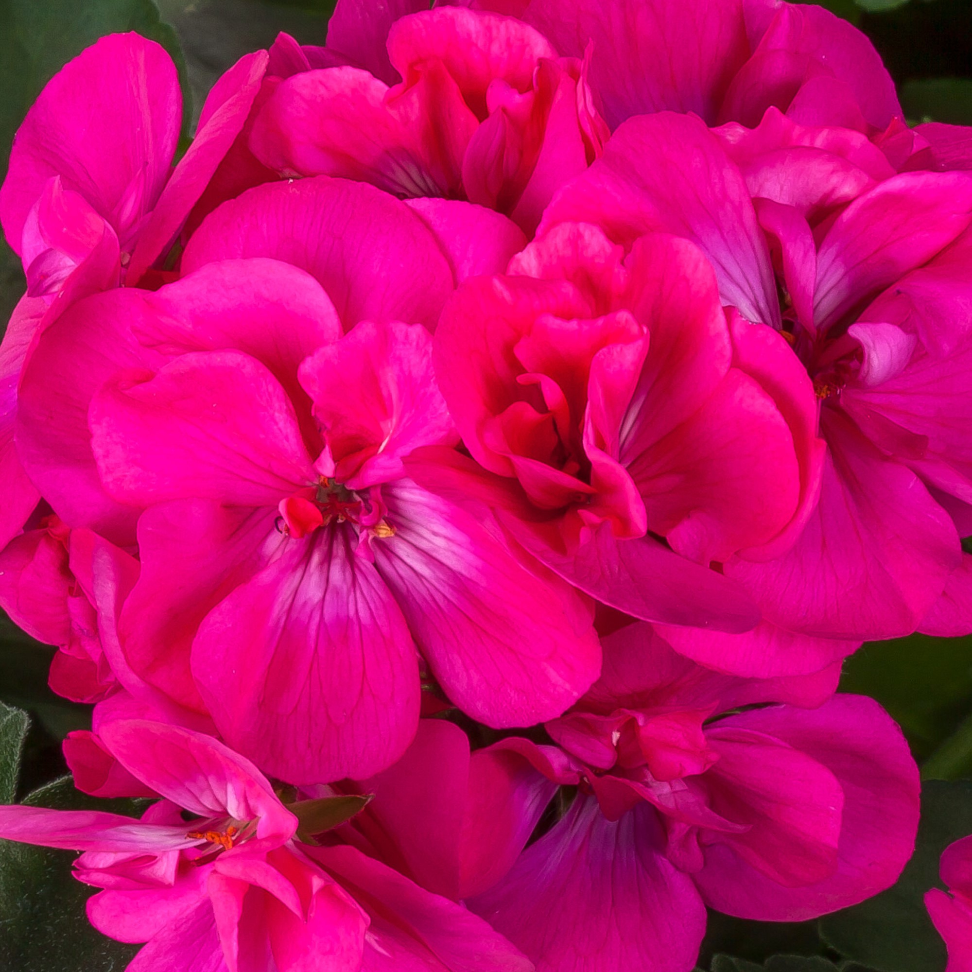 Better Homes & Gardens Pink Geranium Combo Live Plant 1.5G - Walmart.com