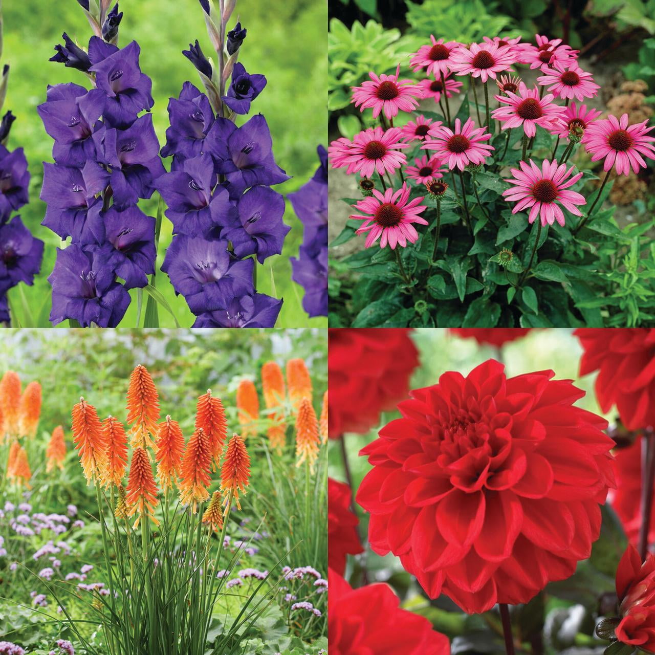 Better Homes & Gardens Pollinator Bulb Garden Solution Shades Orange ...