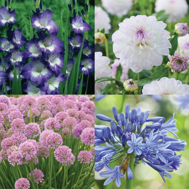 Better Homes & Gardens Pollinator Bulb Garden Solution Shades of Purple ...