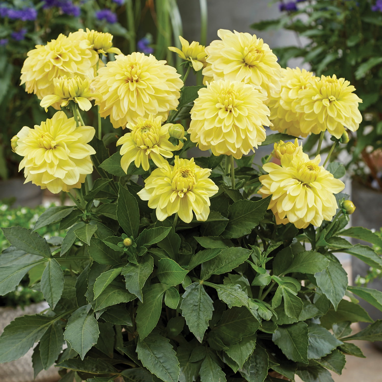 Better Homes & Gardens Pre-Planted Gallery Dahlia Serenade, Dormant ...