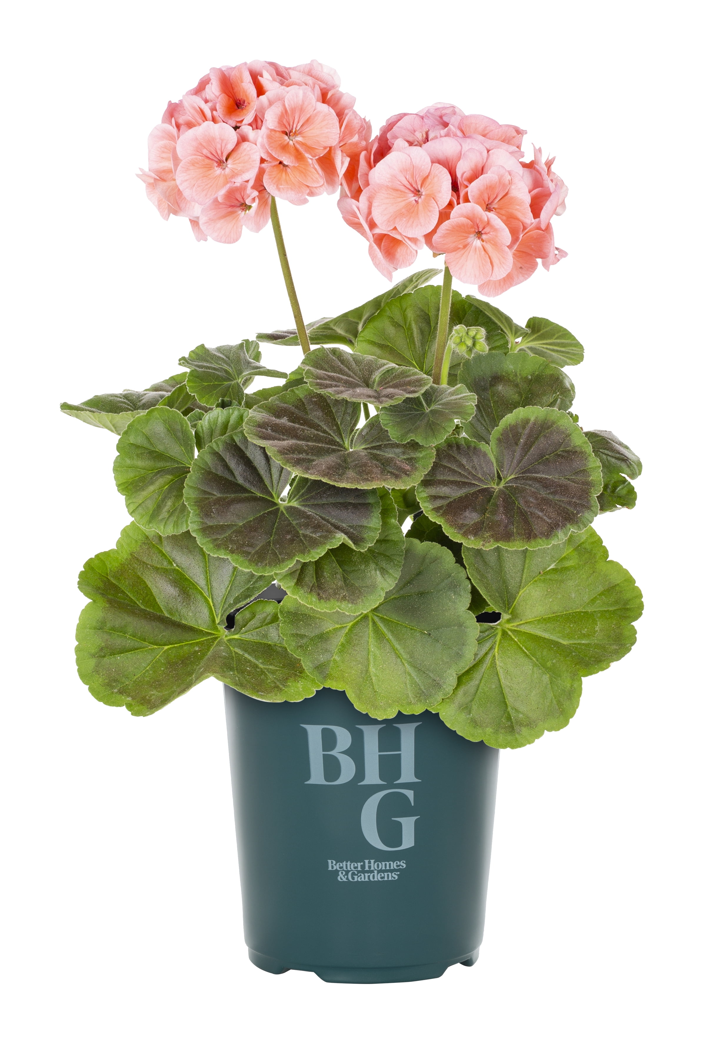 Better Homes & Gardens 1.5PT Orange Geranium Bullseye Orange Live ...