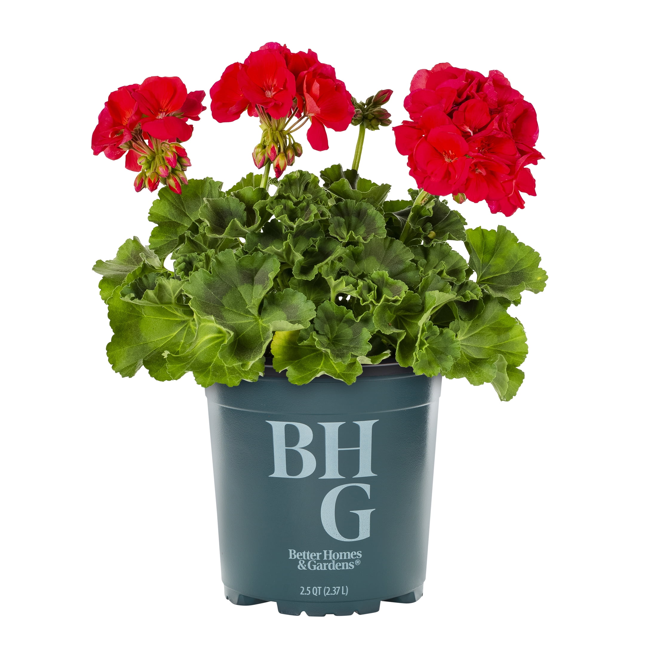 Better Homes & Gardens 1QT Bullseye Red Geranium, Vibrant Annual Plant ...