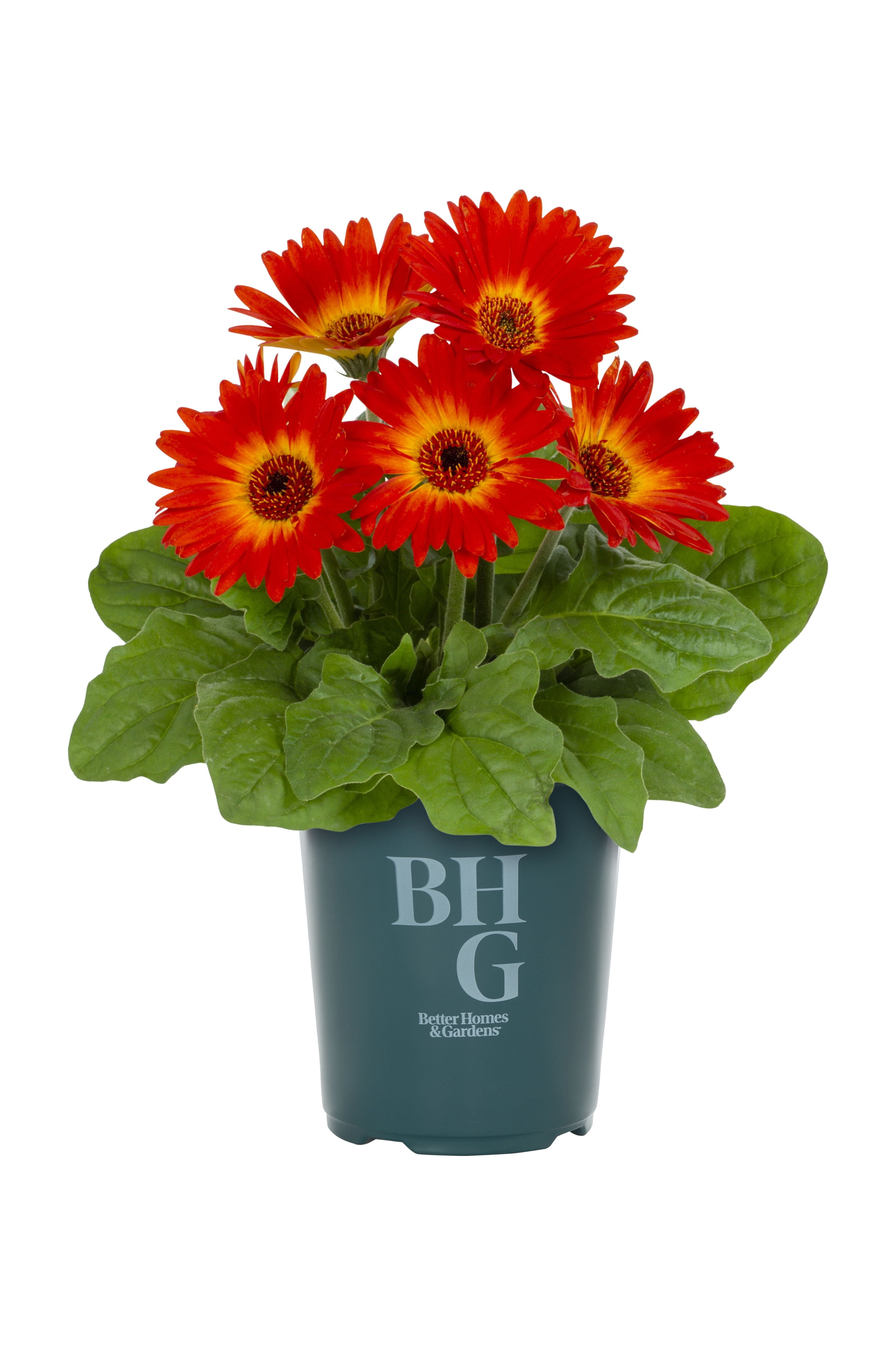 Gerbera Daisy Colors