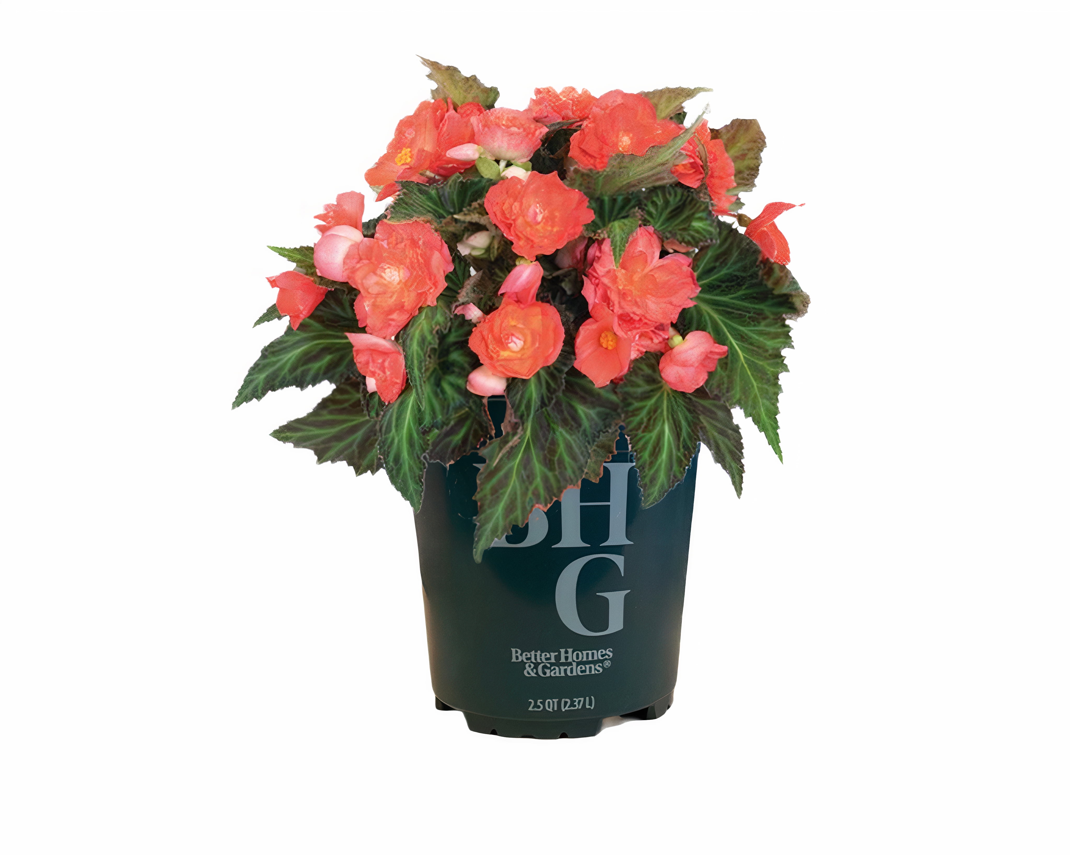 Better Homes & Gardens Qt Begonia Hiemalis Iconia Orange Live Plant ...
