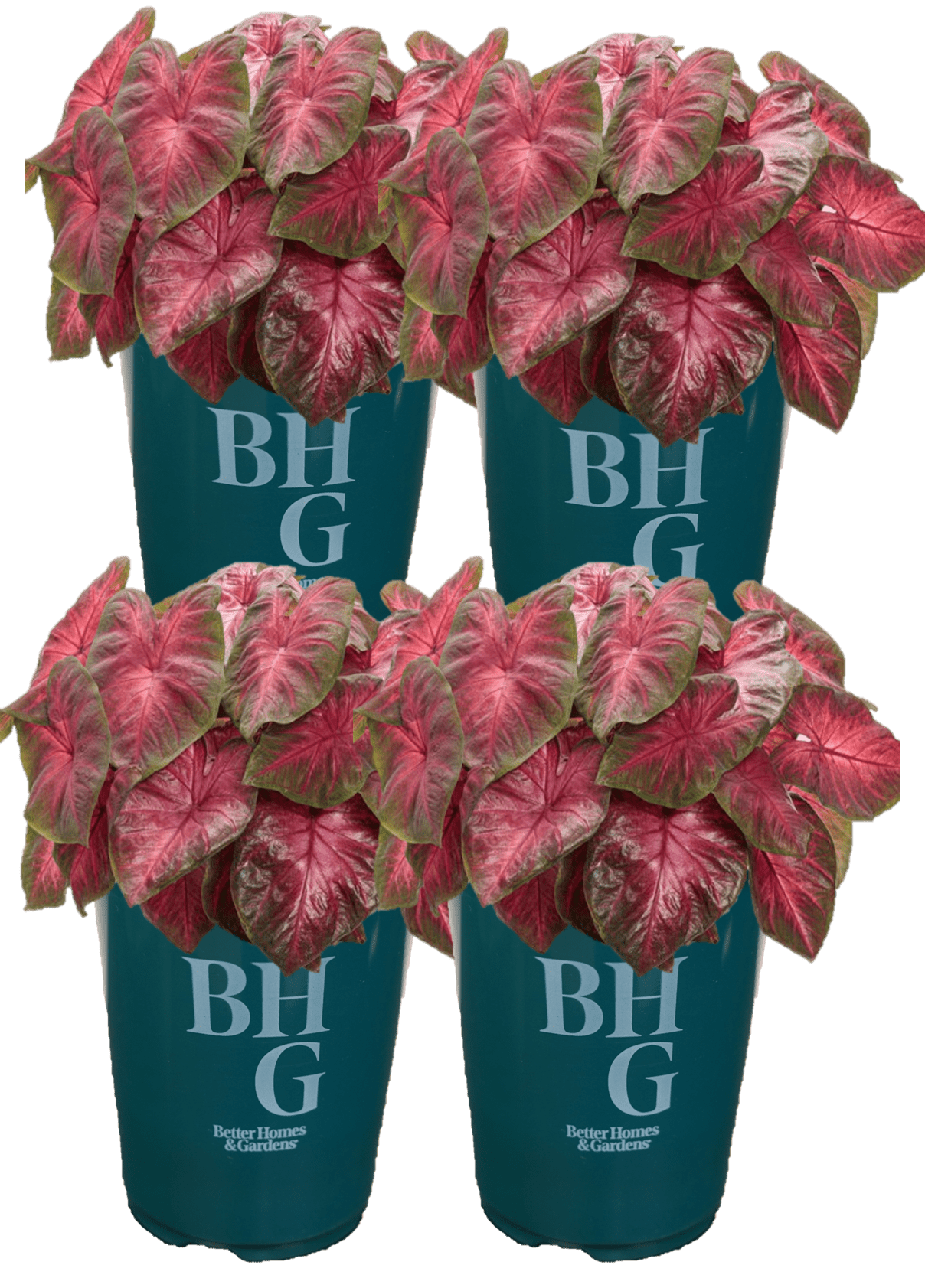 Better Homes & Gardens Quart Caladium (4 Count Pack) Color Red Live ...