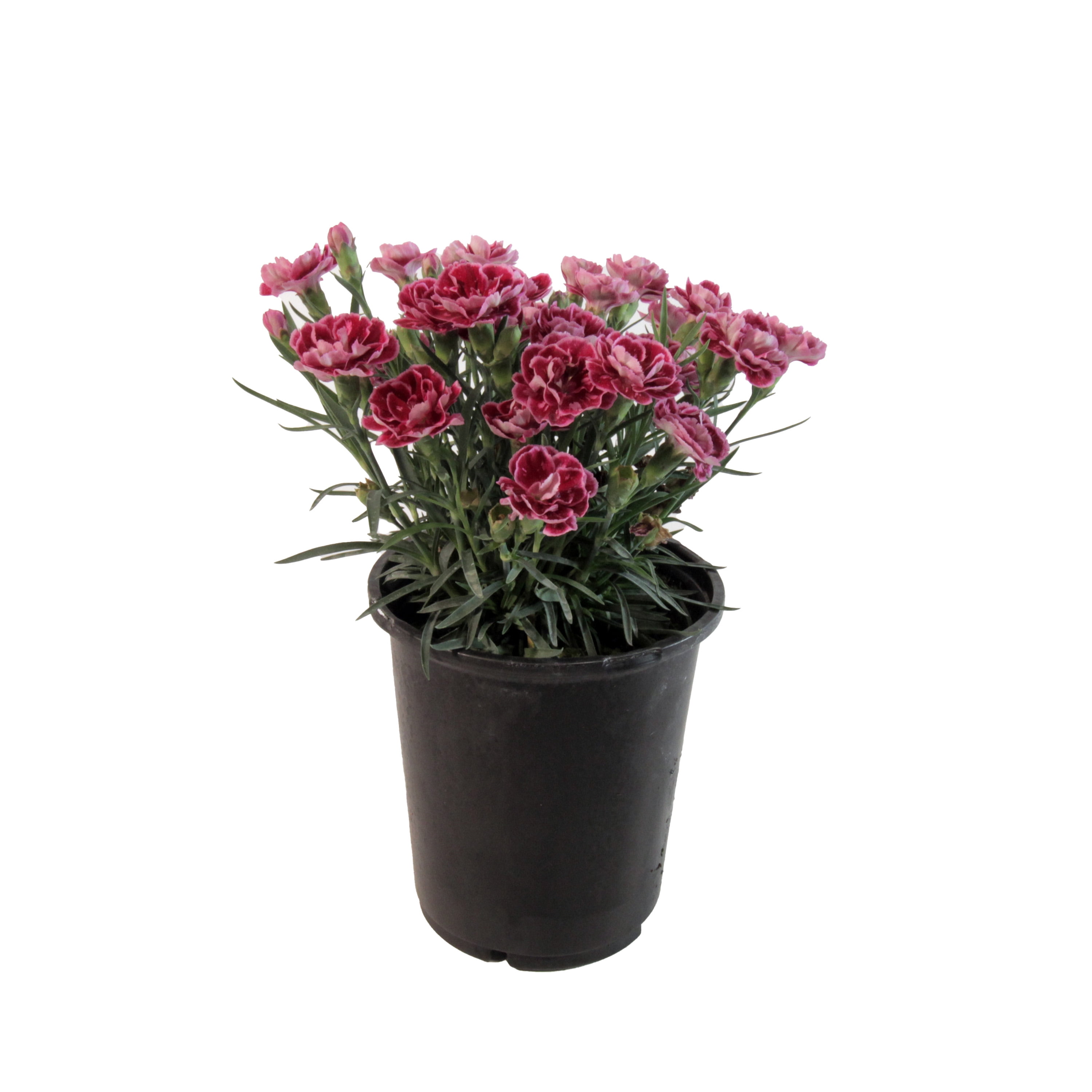 Better Homes & Gardens Quart Pink Kisses Dianthus Perennial Outdoor ...