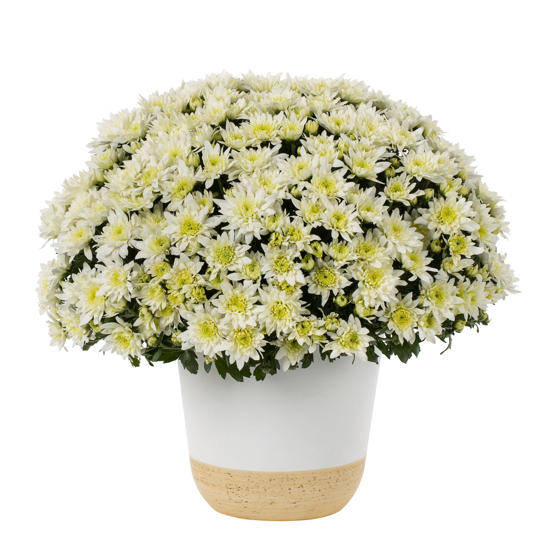 Better Homes & Gardens Scents of the Season 1G White Mum Live Plant ...
