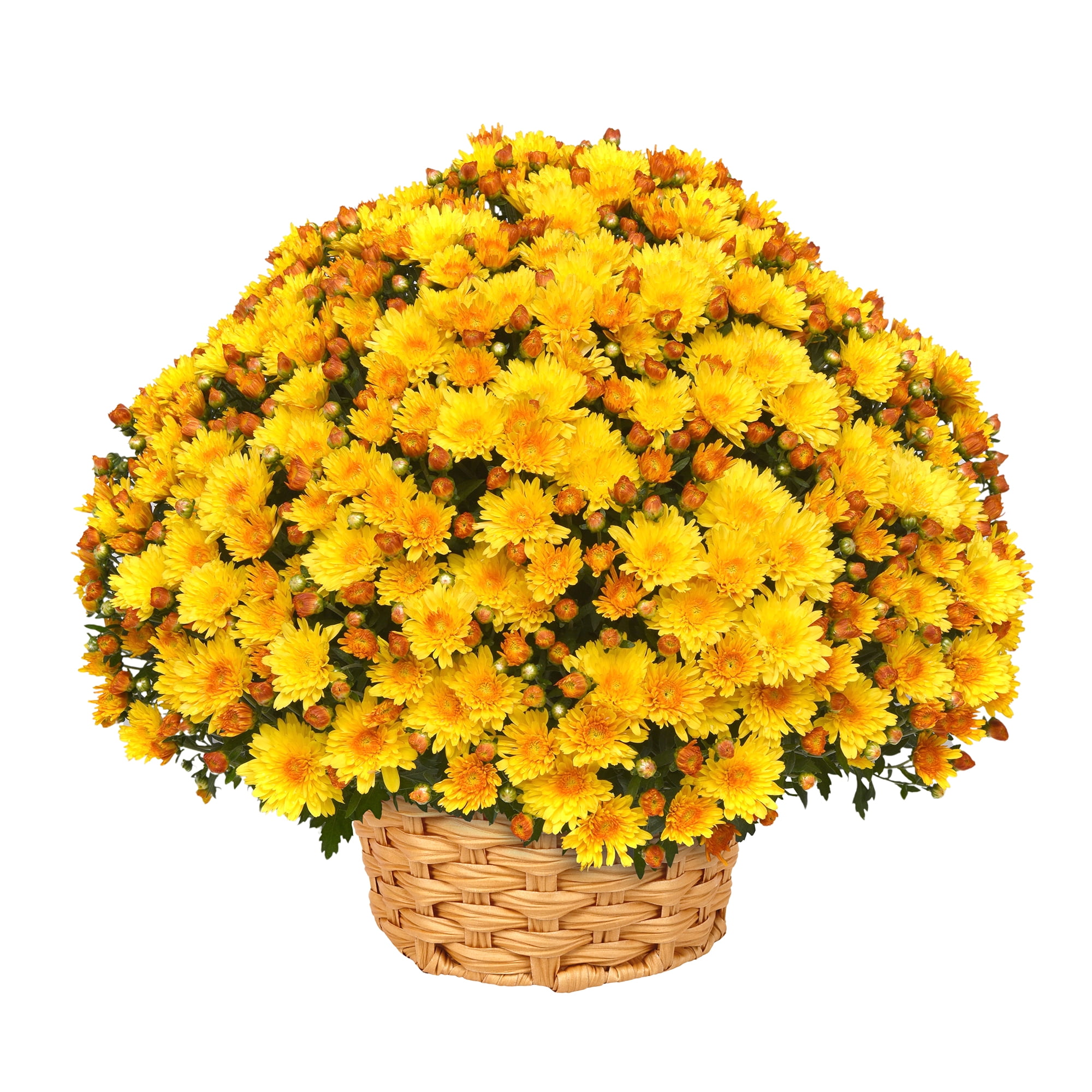 Better Homes & Gardens Sunset Yellow Bicolor Mums Live Plant Garden in ...
