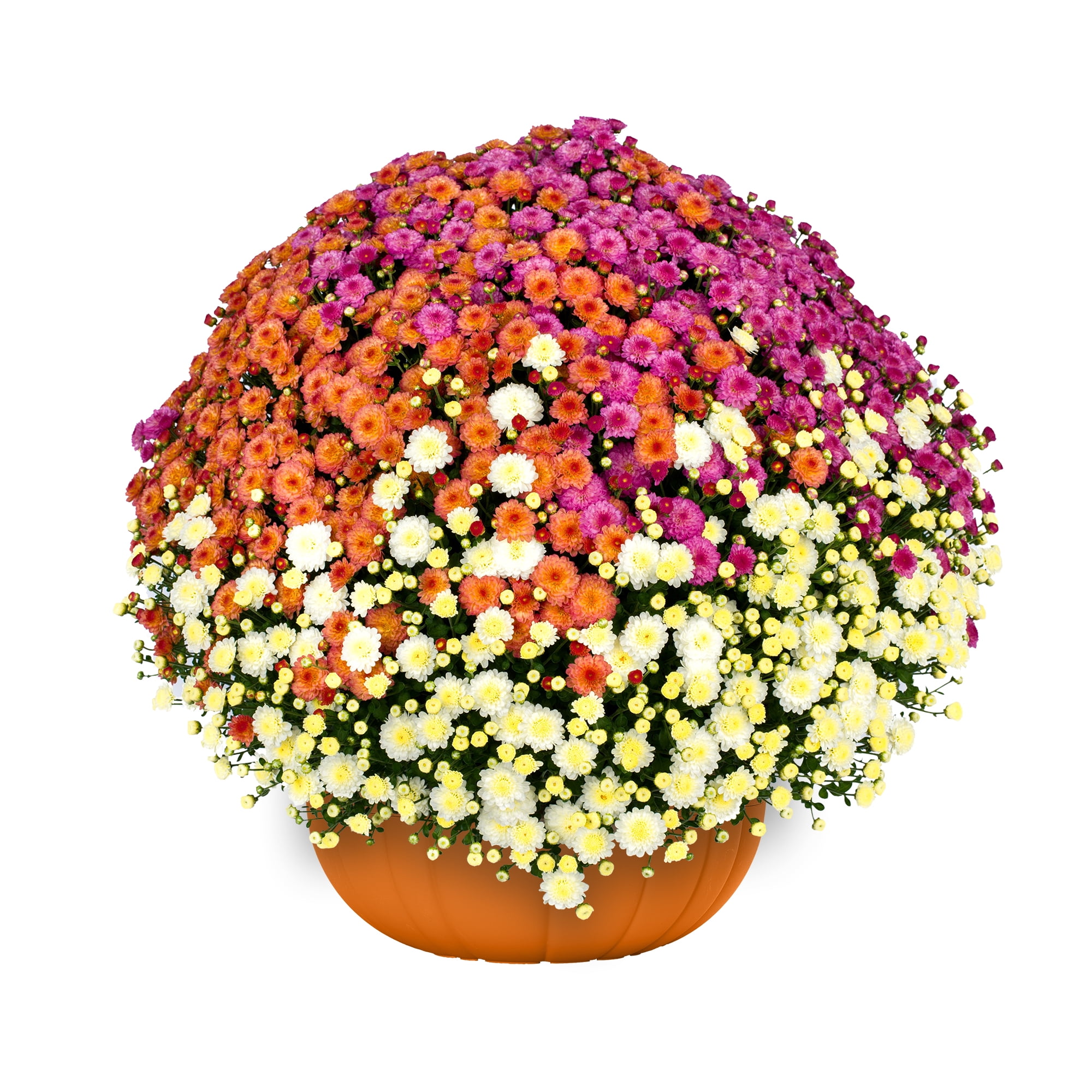 Better Homes & Gardens Tricolor Mums Live Plant Garden in 8 in Deco ...