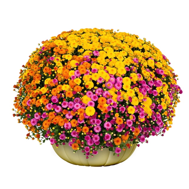 Better Homes & Gardens Tricolor Mums Live Plant Garden in 8 in Gold ...