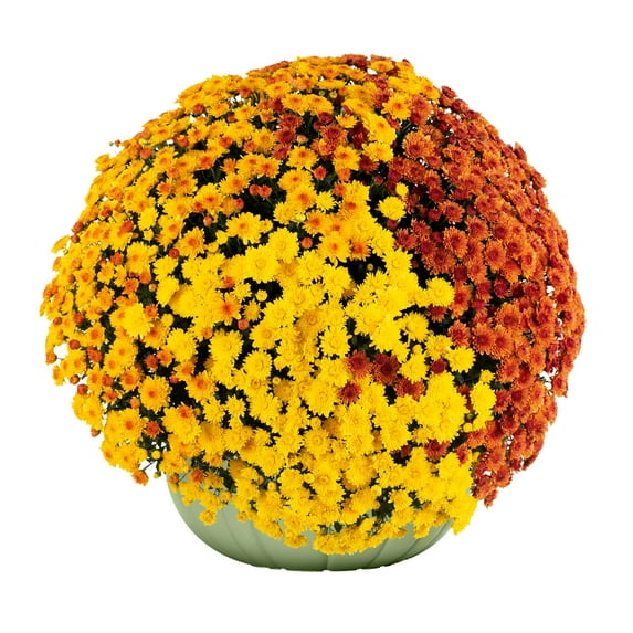 Better Homes & Gardens Tricolor Mums Live Plant Garden in 8 in Green ...