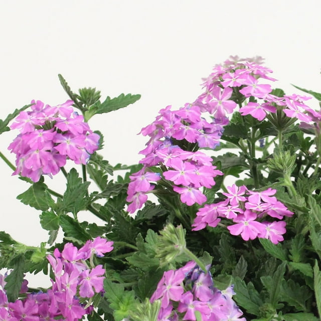 Better Homes and Garden 5" Multi Color Part Sun 1.5pint Verbena Live ...