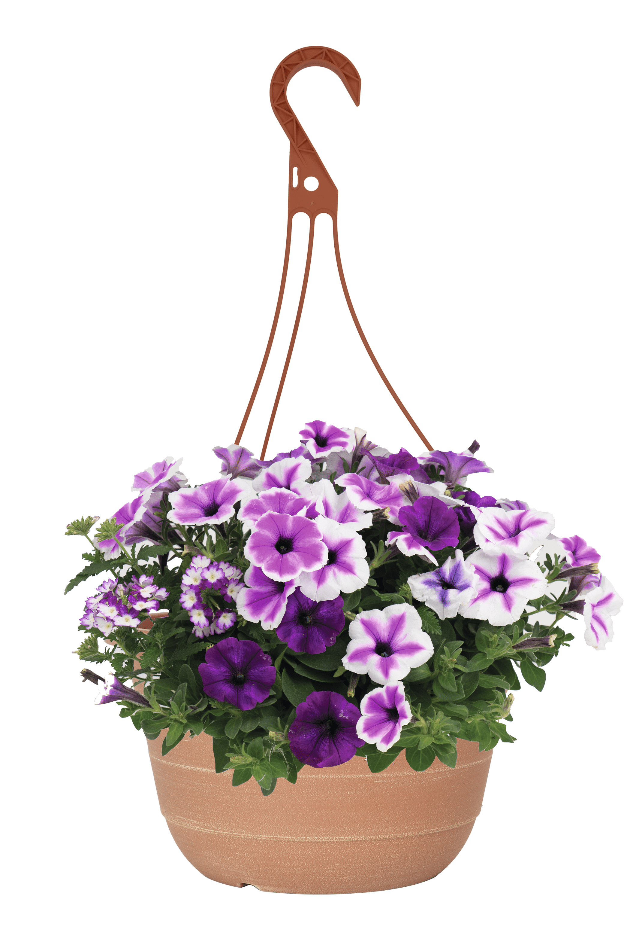 Better Homes and Gardens 2.0 GL Flowering Hanging Basket Calista - Walk ...