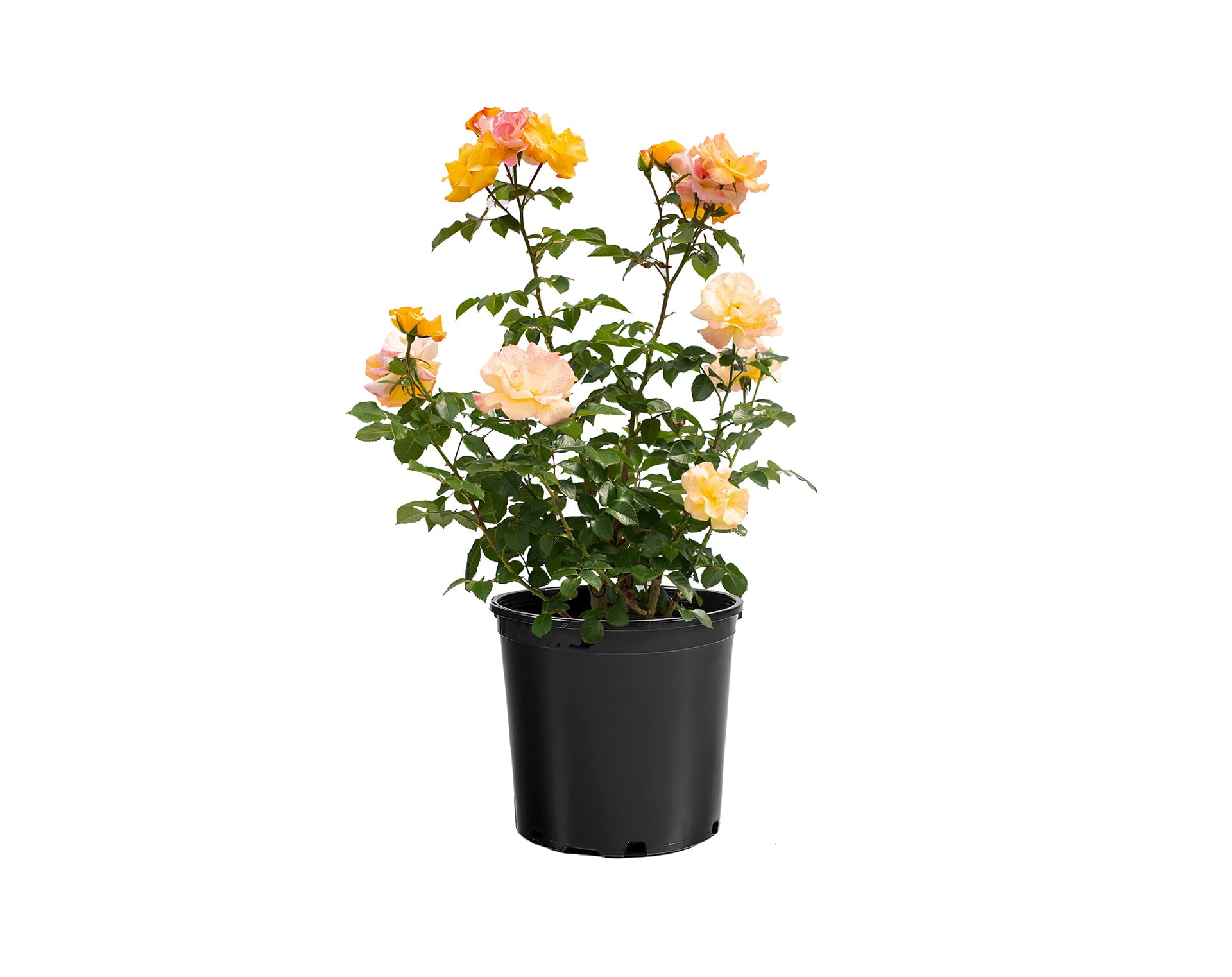 Better Homes and Gardens 2G Rose Fiesta Veranda Deciduous Flowering ...