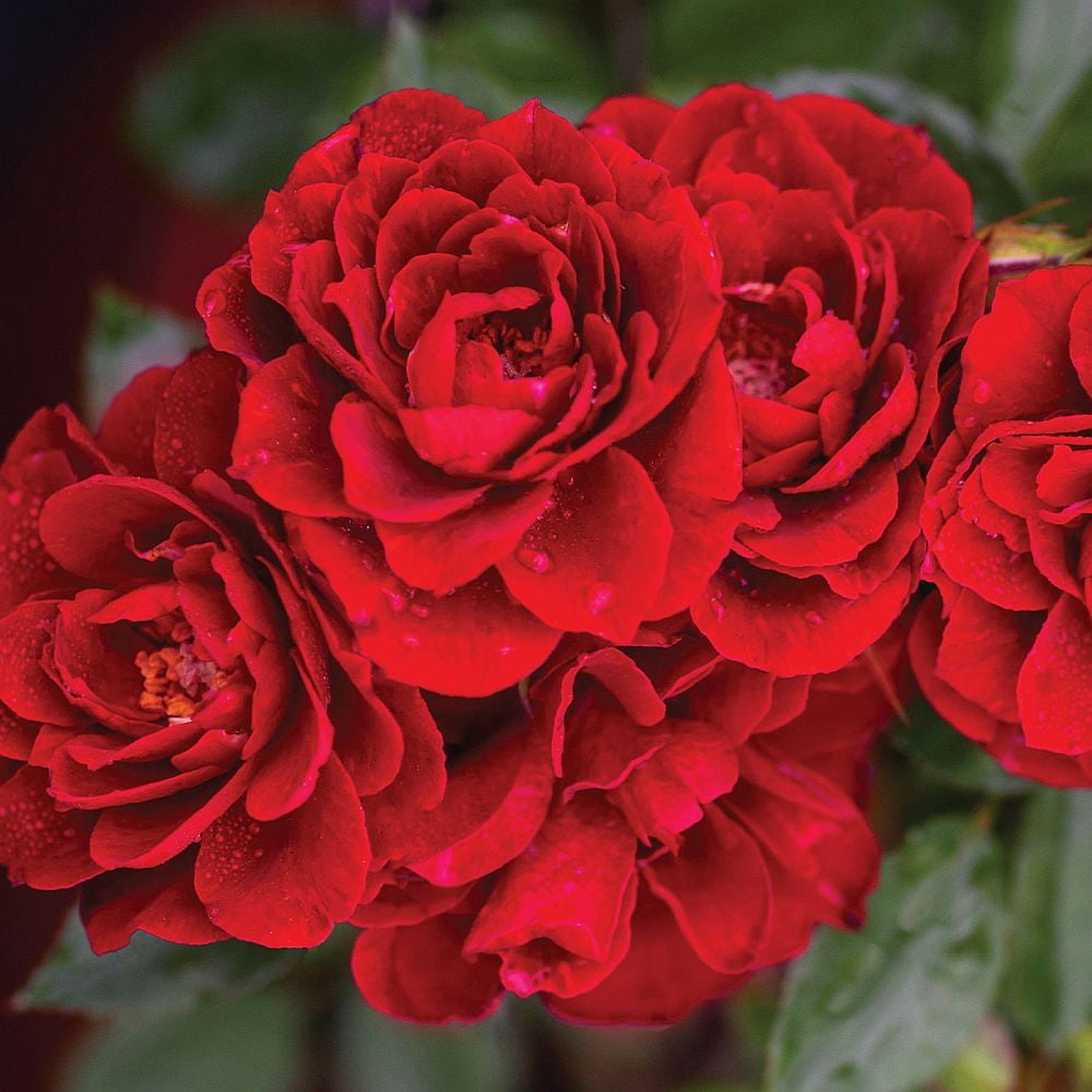 Better Homes and Gardens 2G Rose Red Sunblaze Tree Flowering Live ...