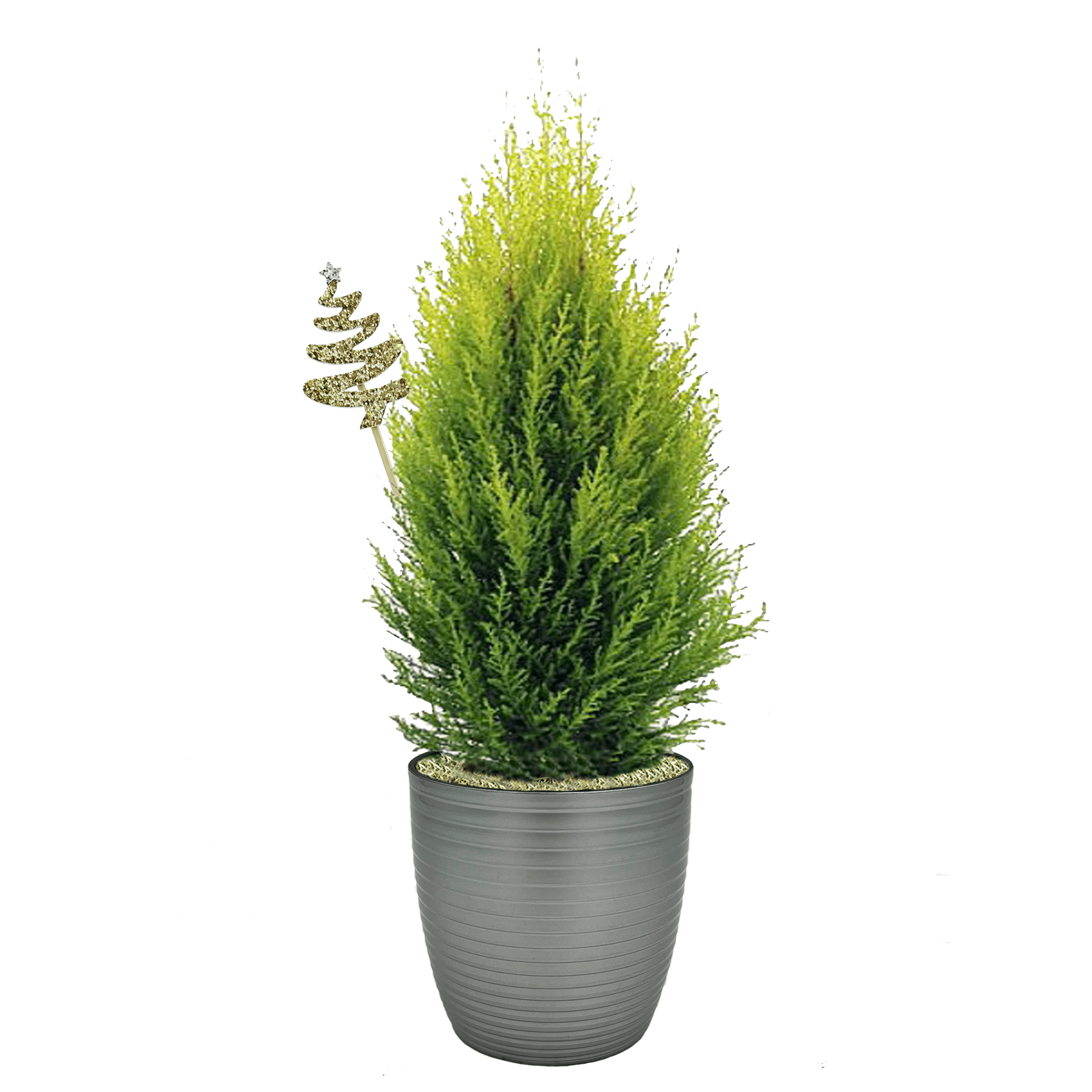 Better Homes and Gardens 5" Cypress Tree - Walmart Business Supplies
