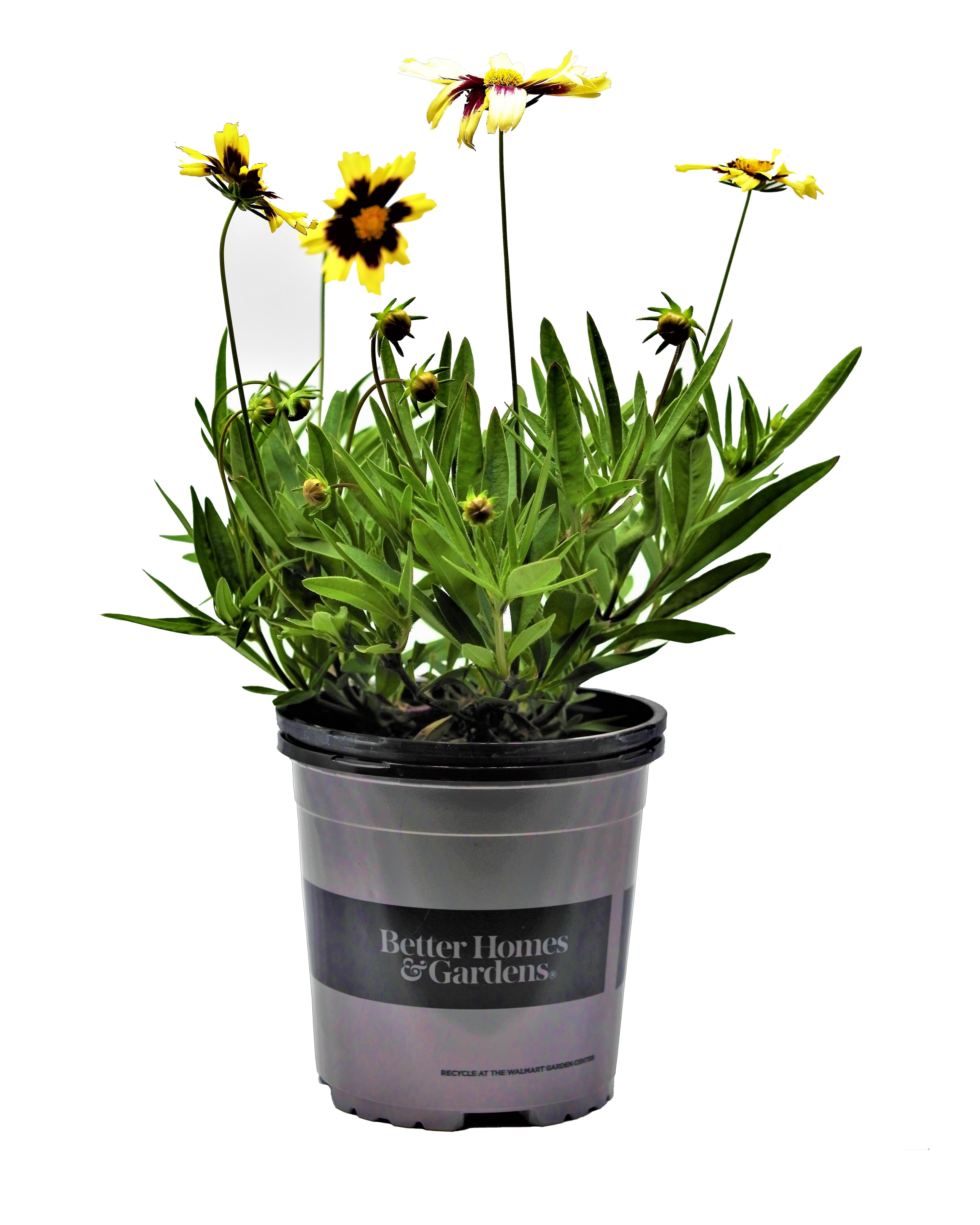 Better Homes and Gardens Outdoor Live Plant Coreopsis Tickseed Super ...