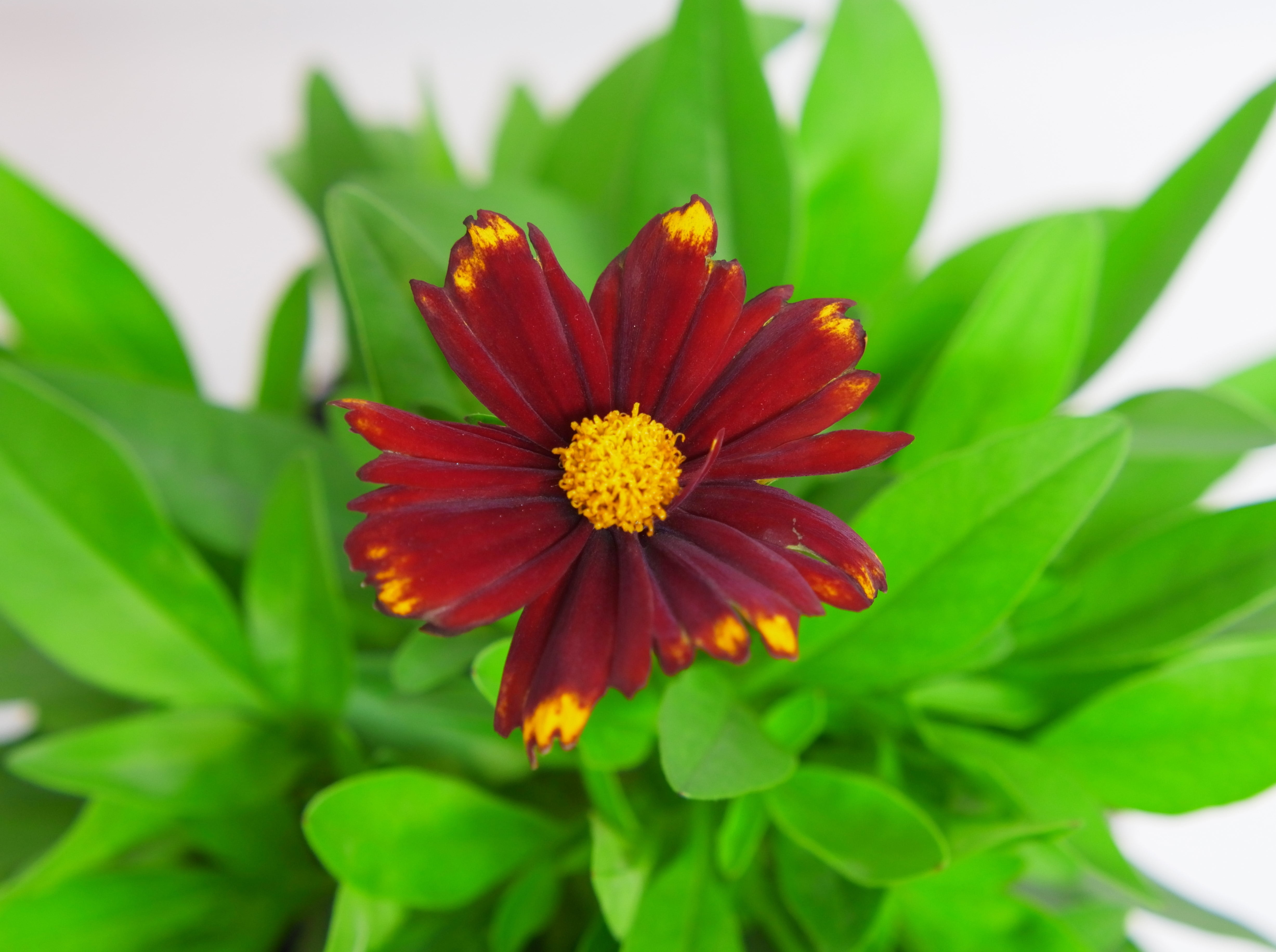 Better Homes and Gardens Outdoor Live Plant Coreopsis Tickseed Uptick ...