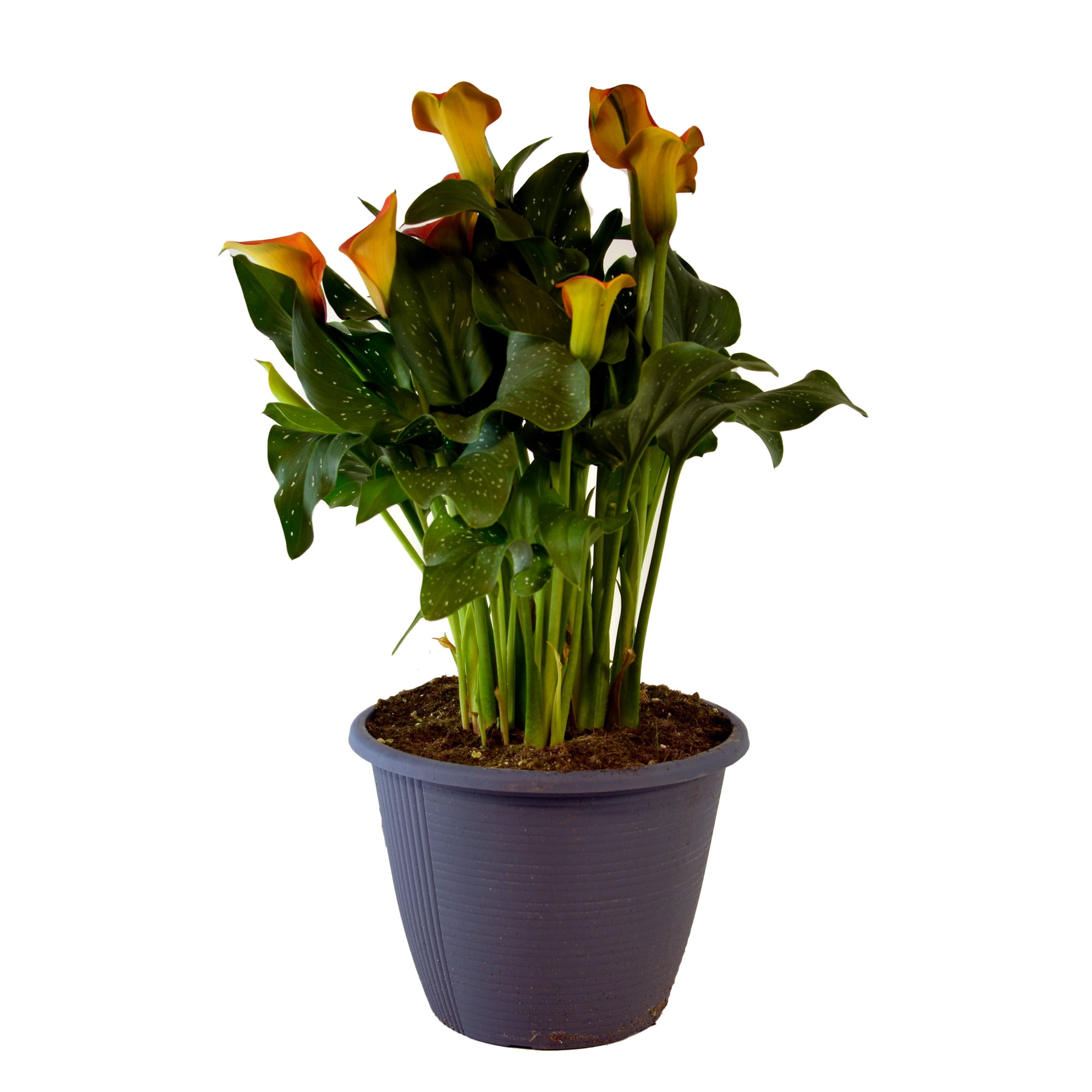 Better Homes & Gardens - 1.5 Gallon Orange Calla Lily Zantedeschia Deco ...
