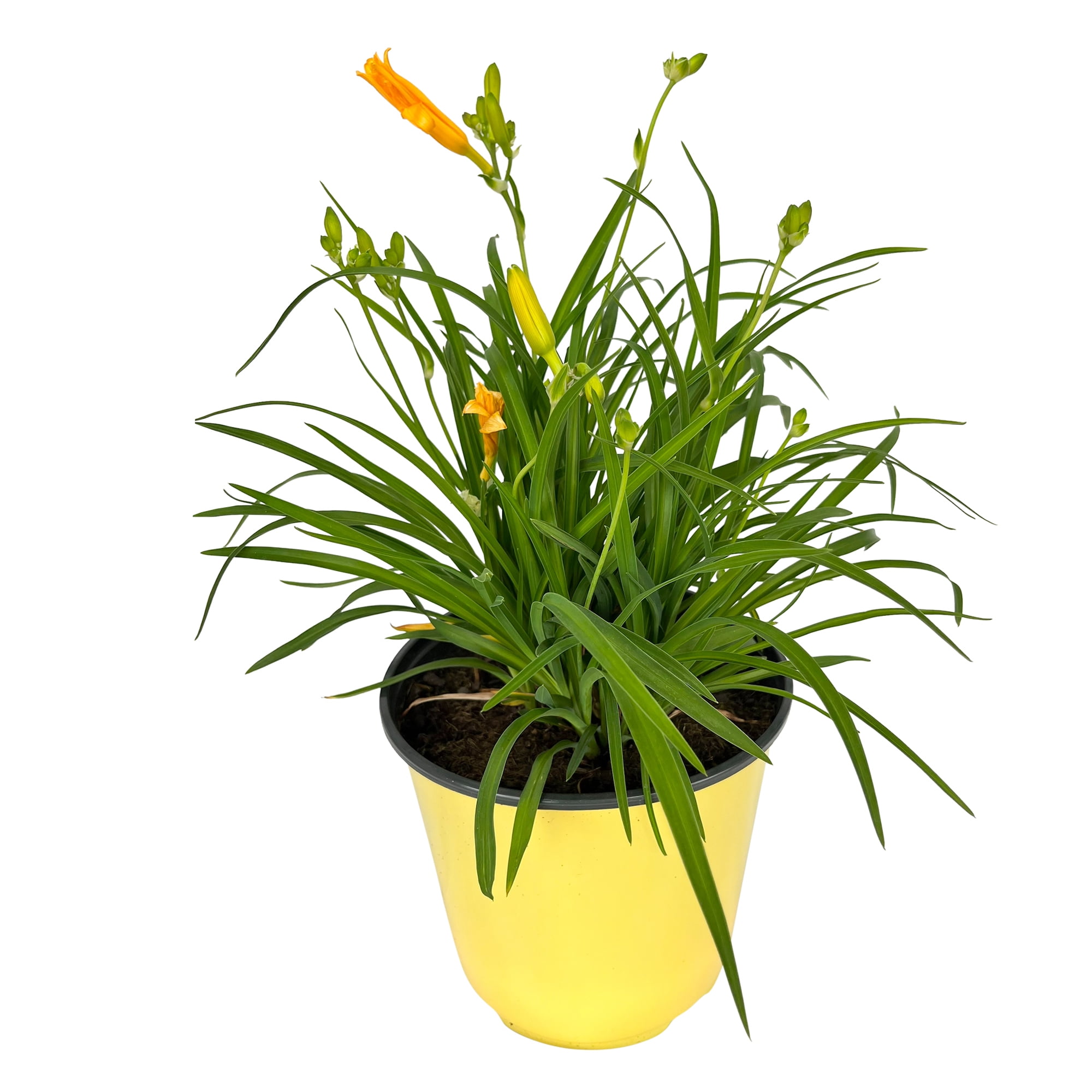 Better Homes & gardensLive Outdoor Daylily- 16" - 20" Tall, 1.5Gallon ...