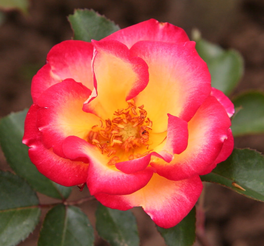 Betty Boop® Floribunda Rose Bush - Bareroot - Walmart.com