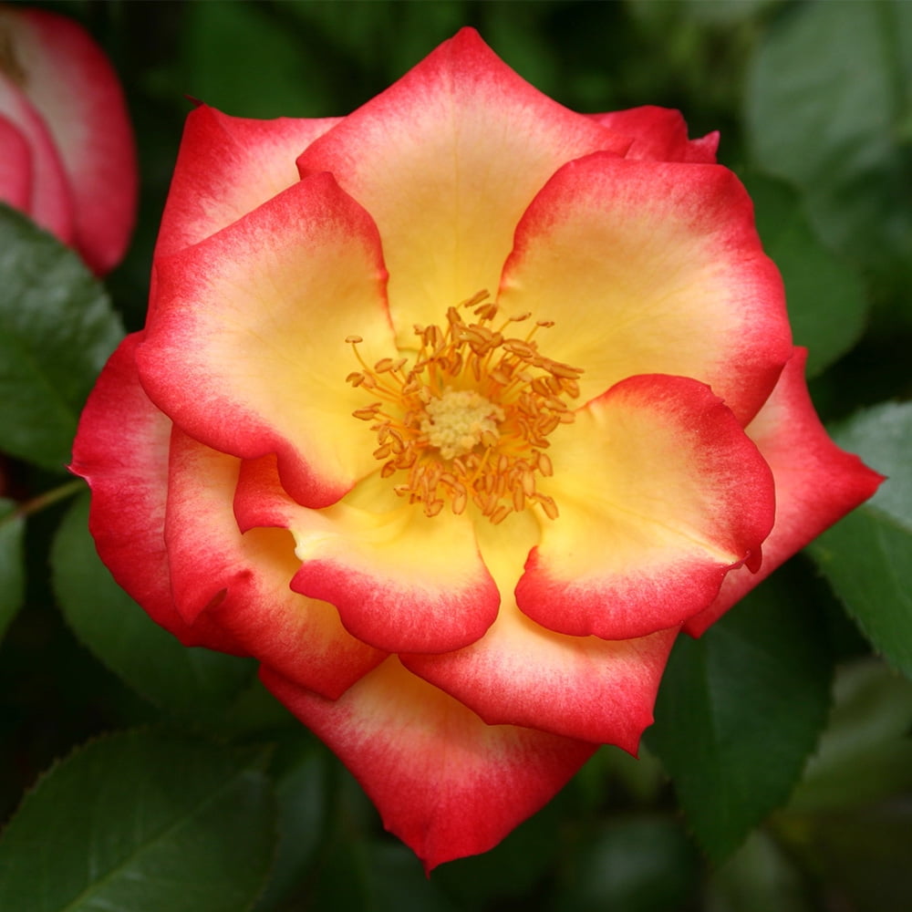 Heirloom Roses Betty Boop Shrub Rose, Yellow-Ivory with Cherry-Red ...