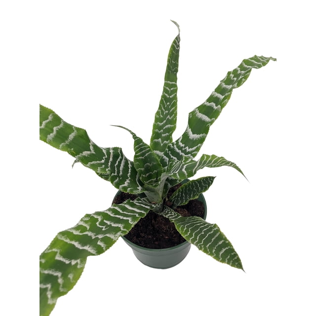 Betty Earth Star Plant - Cryptanthus - 5" Pot - Walmart.com