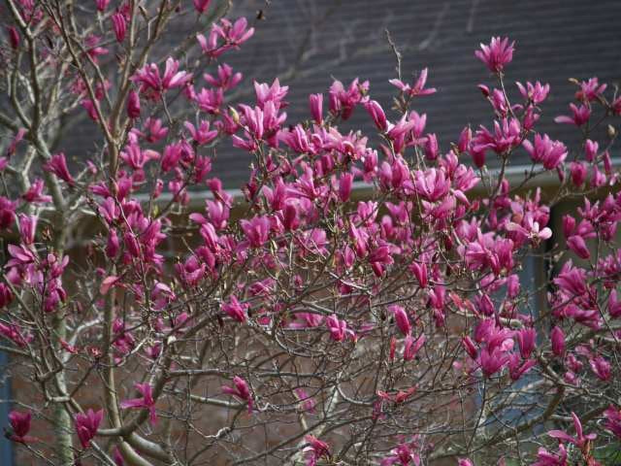 Live Real Betty Magnolia Tree | Fragrant Pink Flowers, Mature Height 10 ...