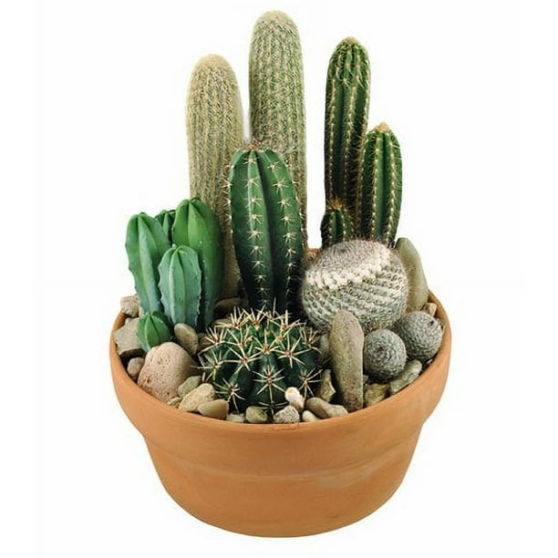 Betty's Flower Shop Cactus Garden - Walmart Business Supplies