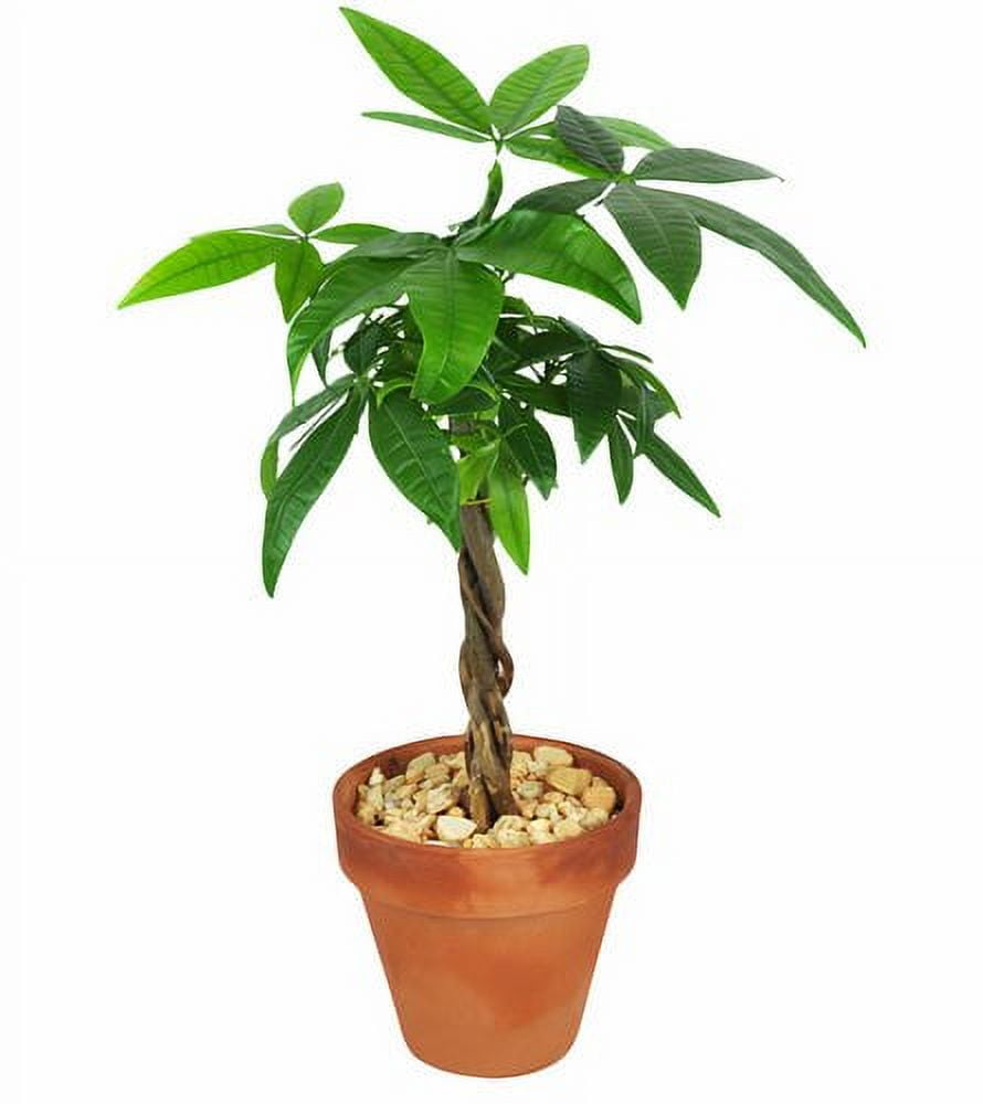Betty's Flower Shop Petite Money Tree - Walmart.com