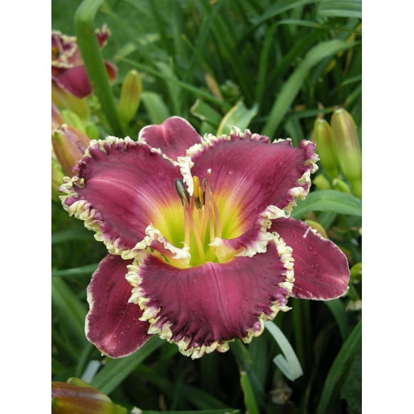 Hirt's Gardens - Walmart.com