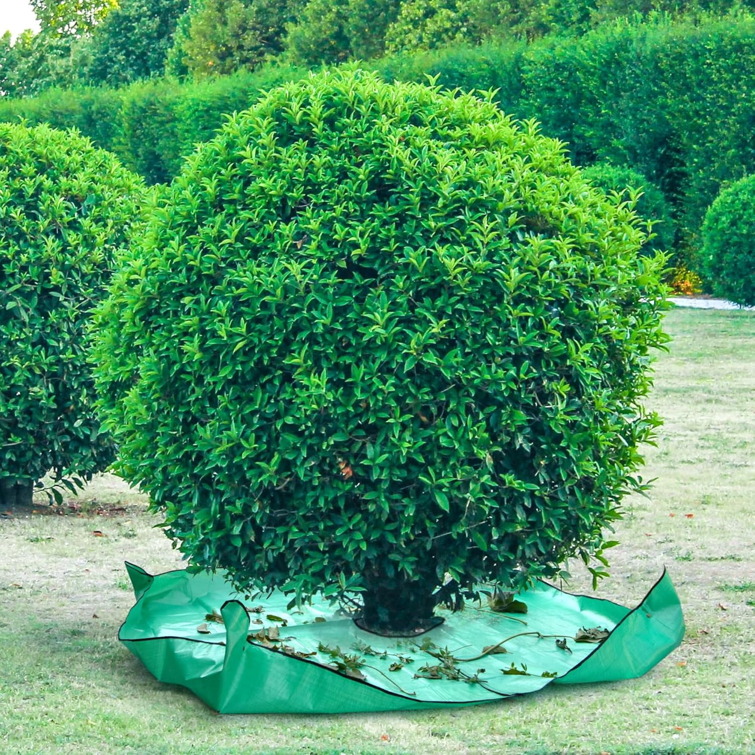 Betus 78x78 in Landscape Pruning Tarp with 12 in Center Hole for Shrub ...