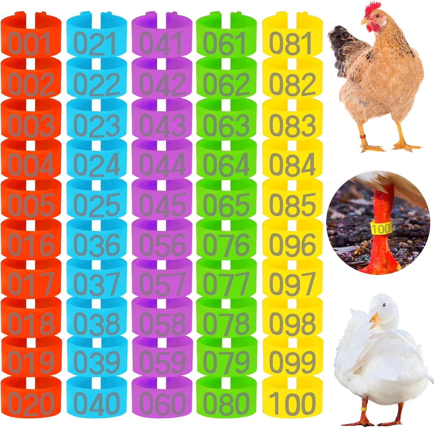 Betus Chicken Leg Identification Band Rings 16mm - 100 PCS 5 Colors ...