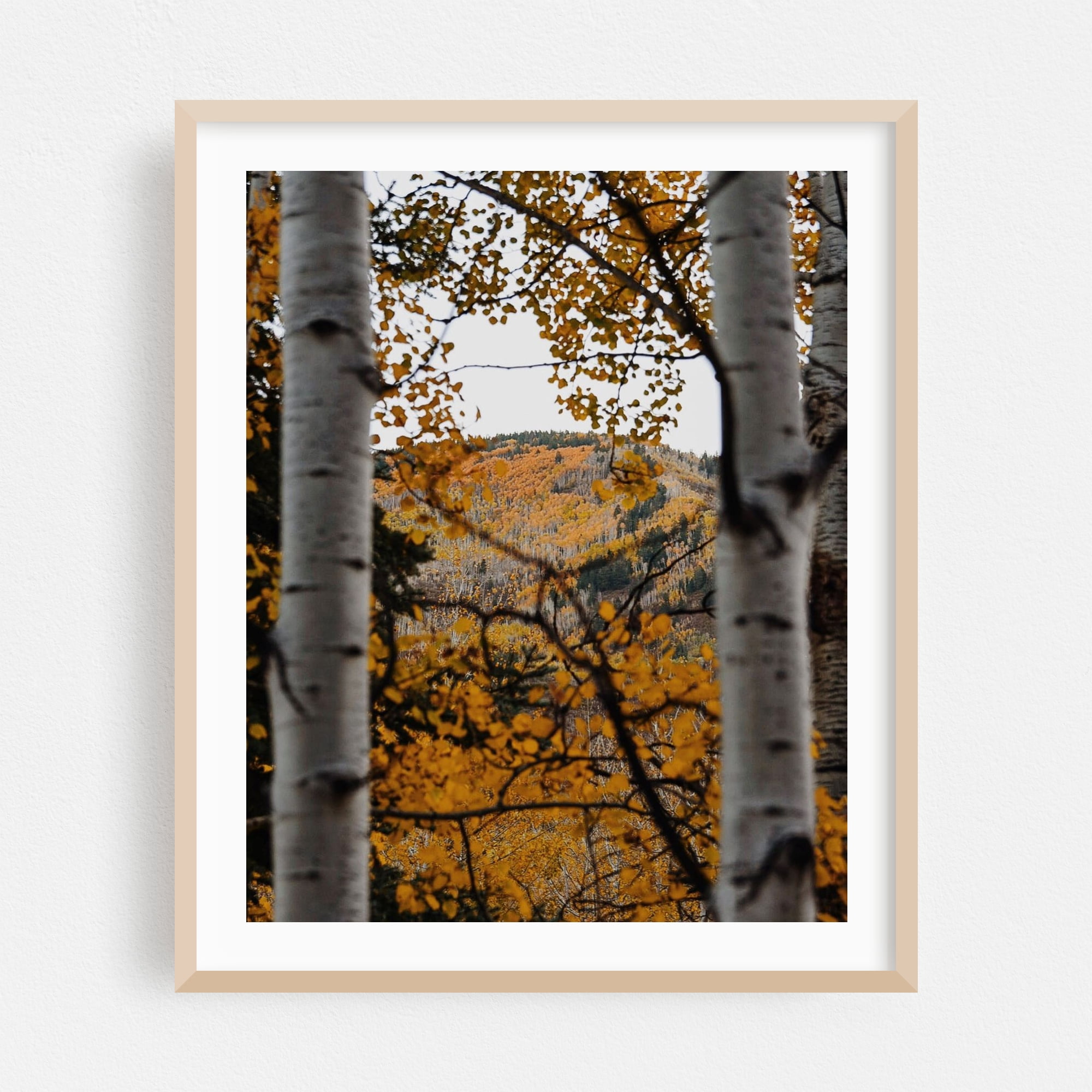Between Two Aspens - Aspen Colorado Photography Autumn Forest Nature ...