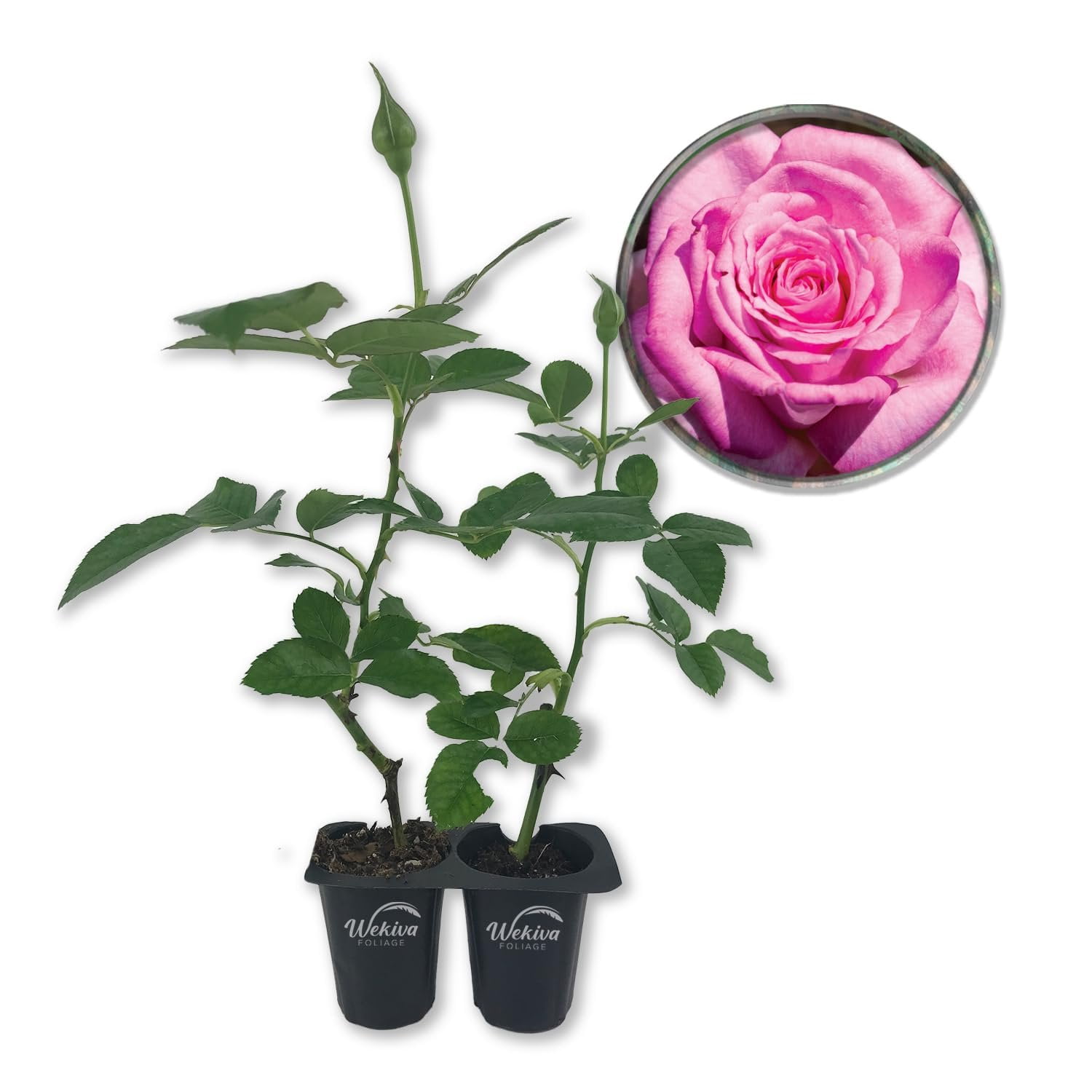 Beverly Rose Bush - 2 Live Starter Plants in 2 Inch Growers Pots ...