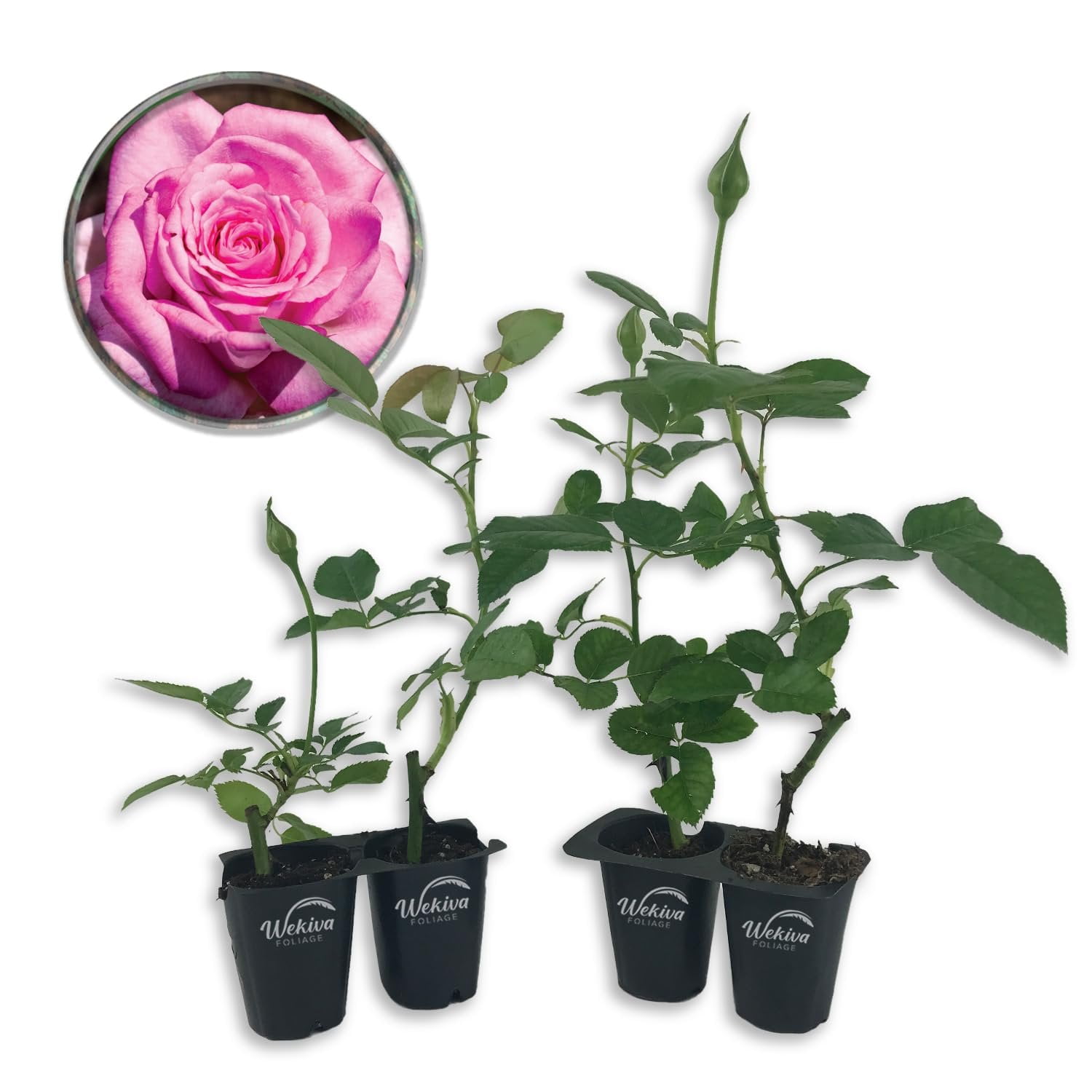 Beverly Rose Bush - 4 Live Starter Plants in 2 Inch Growers Pots ...