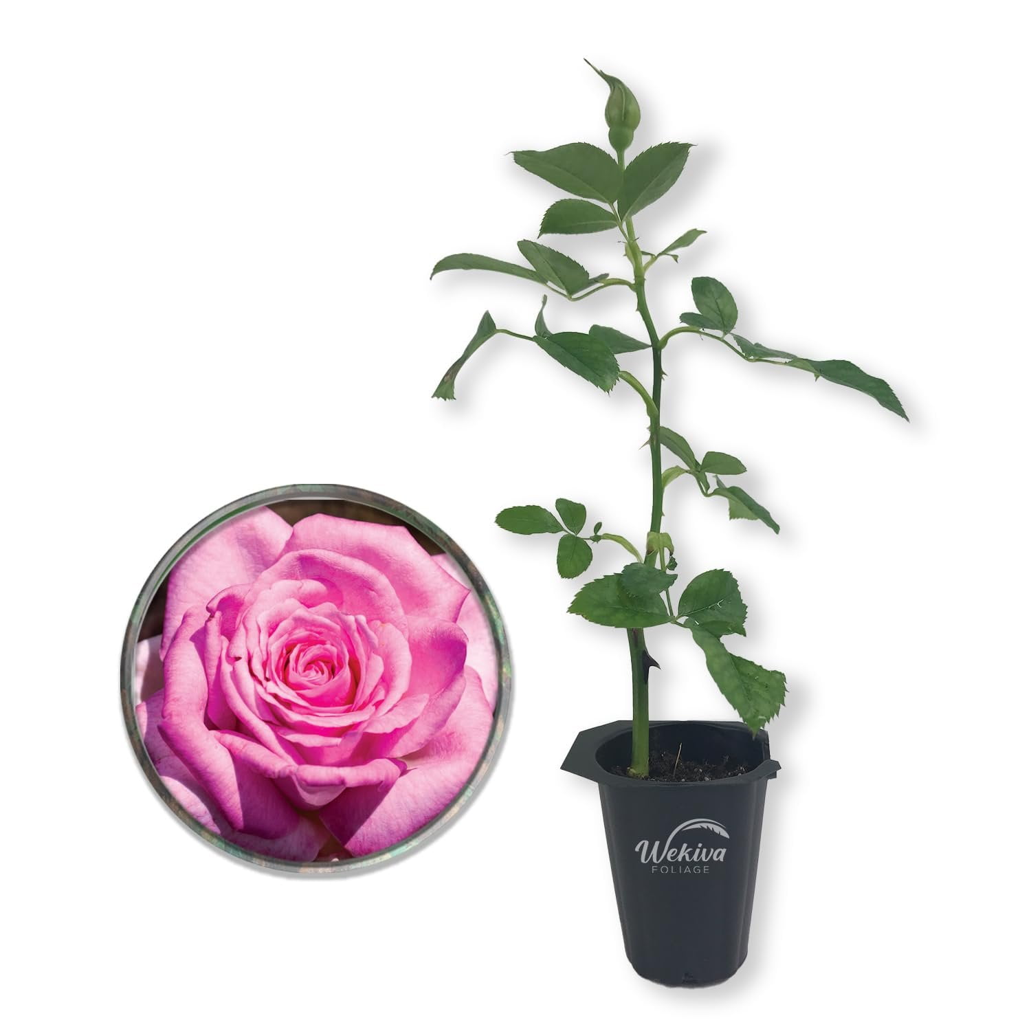 Beverly Rose Bush - Live Starter Plant in a 2 Inch Growers Pot ...