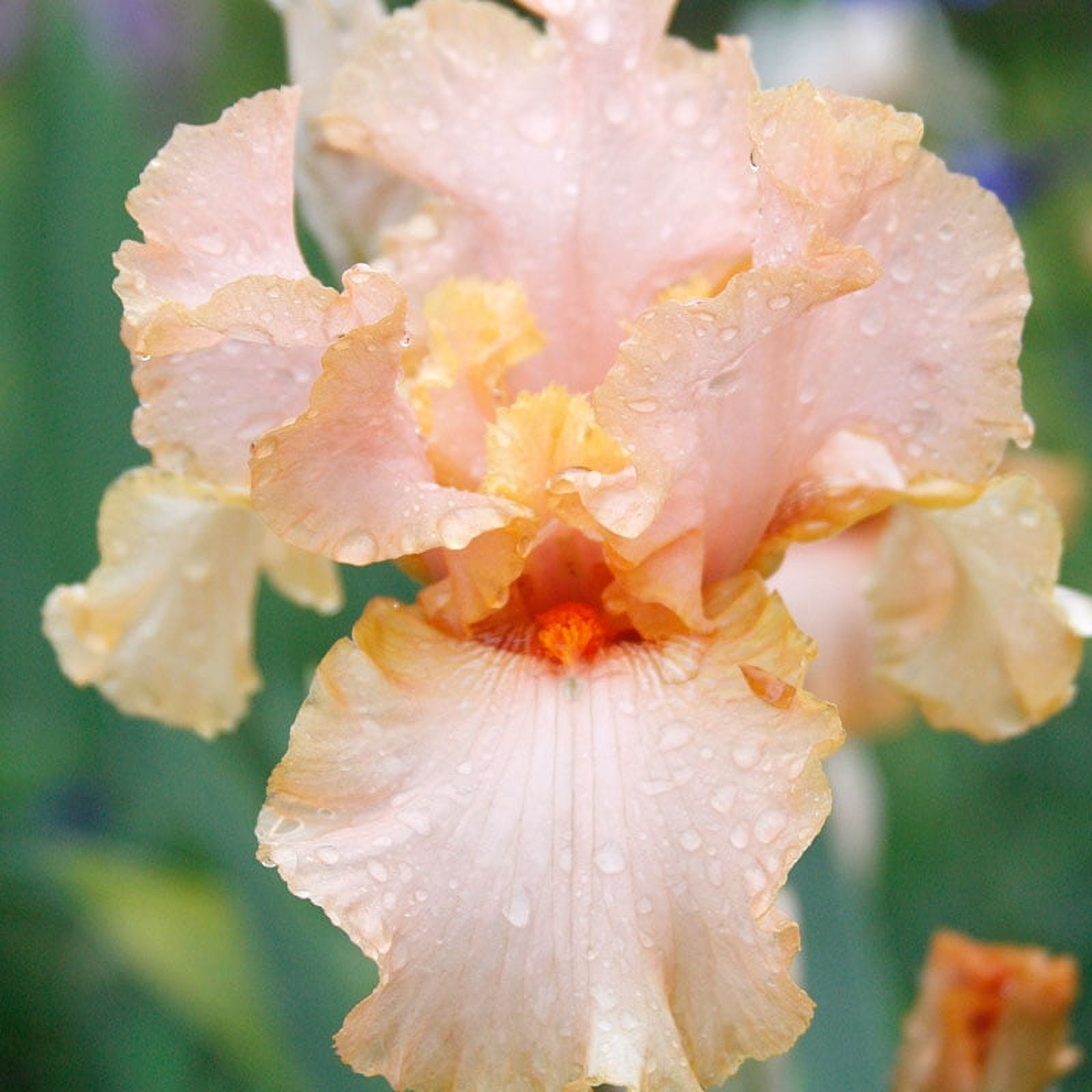 Beverly Sills Reblooming Bearded Iris Flower Bulbs - Attracts ...